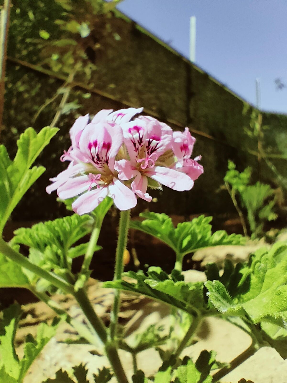 Genshin Impact | HoYoLAB