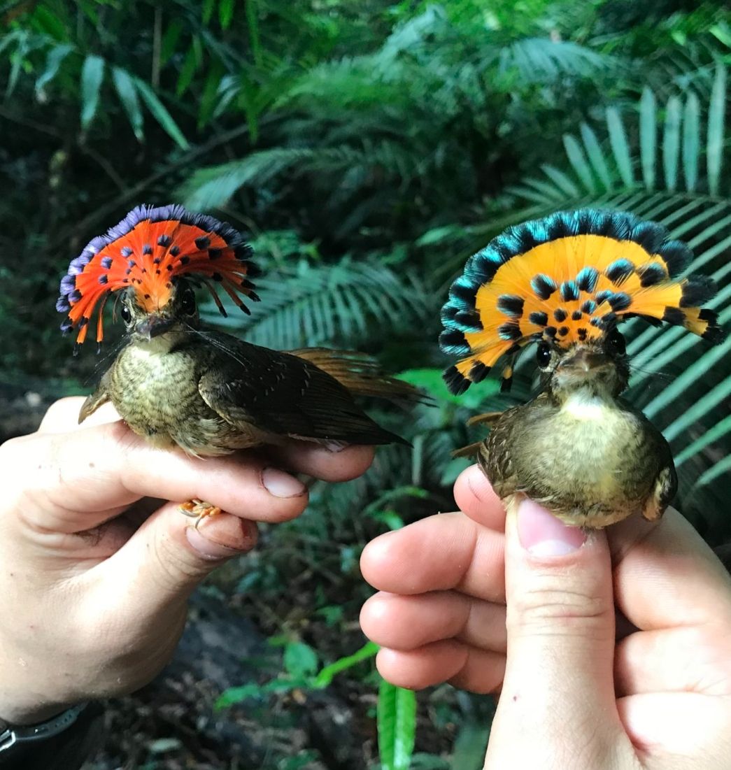 A couple of Rainforest birds my sister and her boyfriend found during a ...