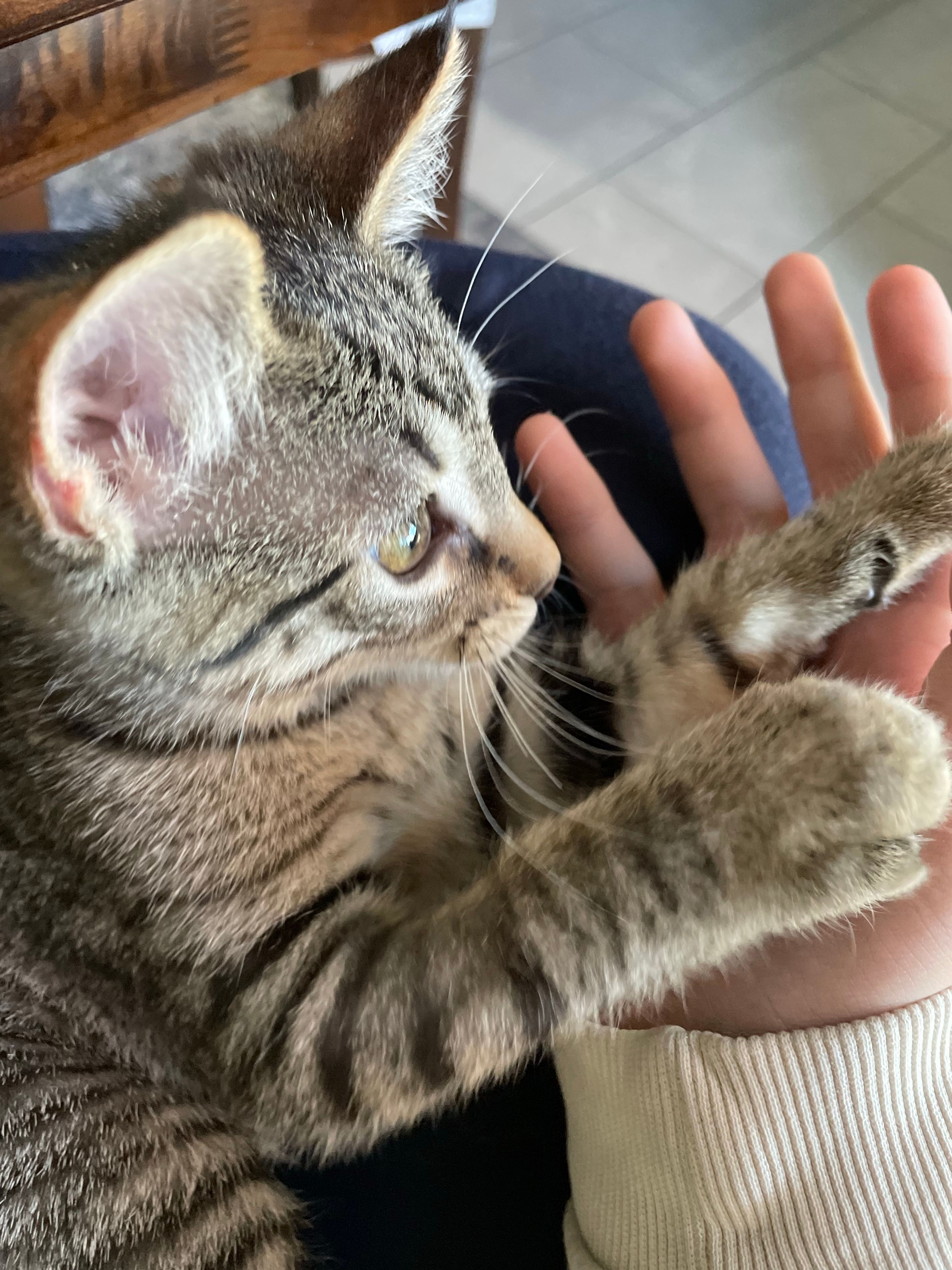 Kibty Genshin Impact | HoYoLAB