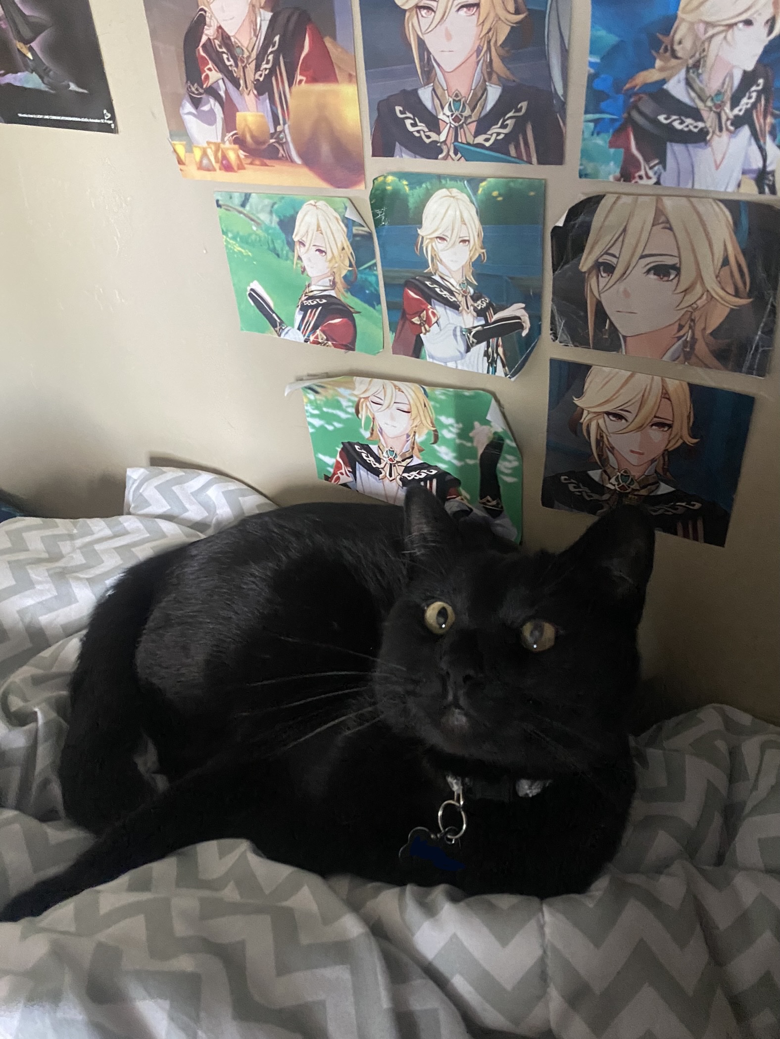 My cat wants Kaveh on the banner… Genshin Impact | HoYoLAB