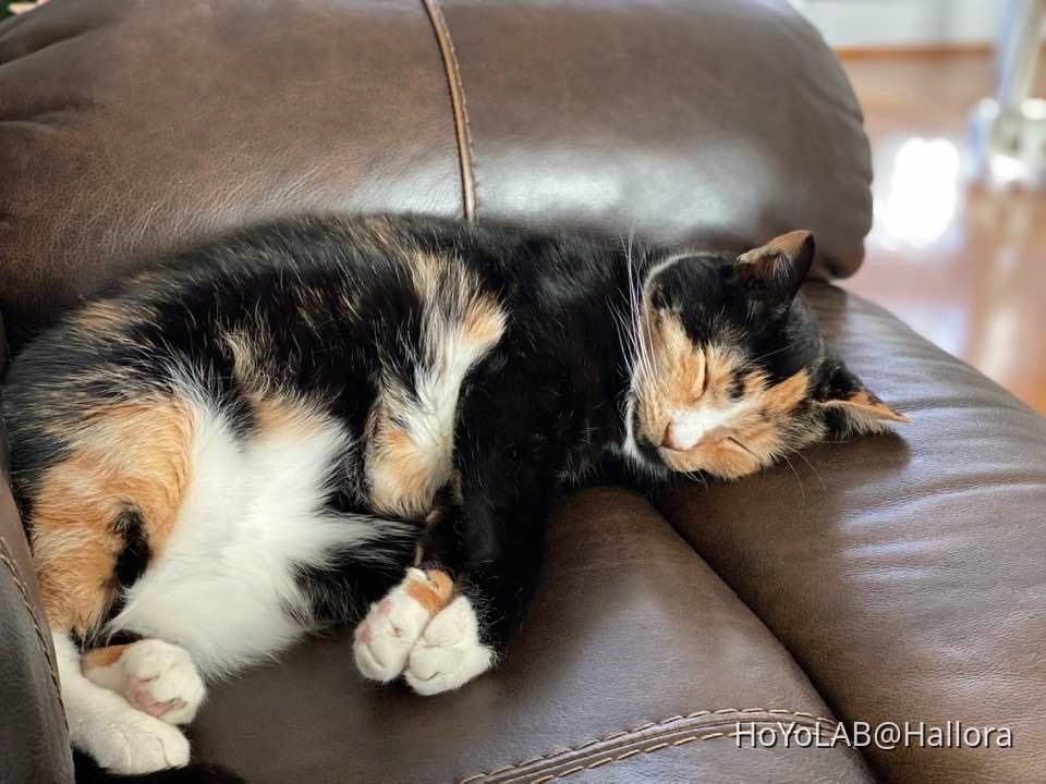 "Can't a cat catch a break 'round here?" Zenless Zone Zero | HoYoLAB