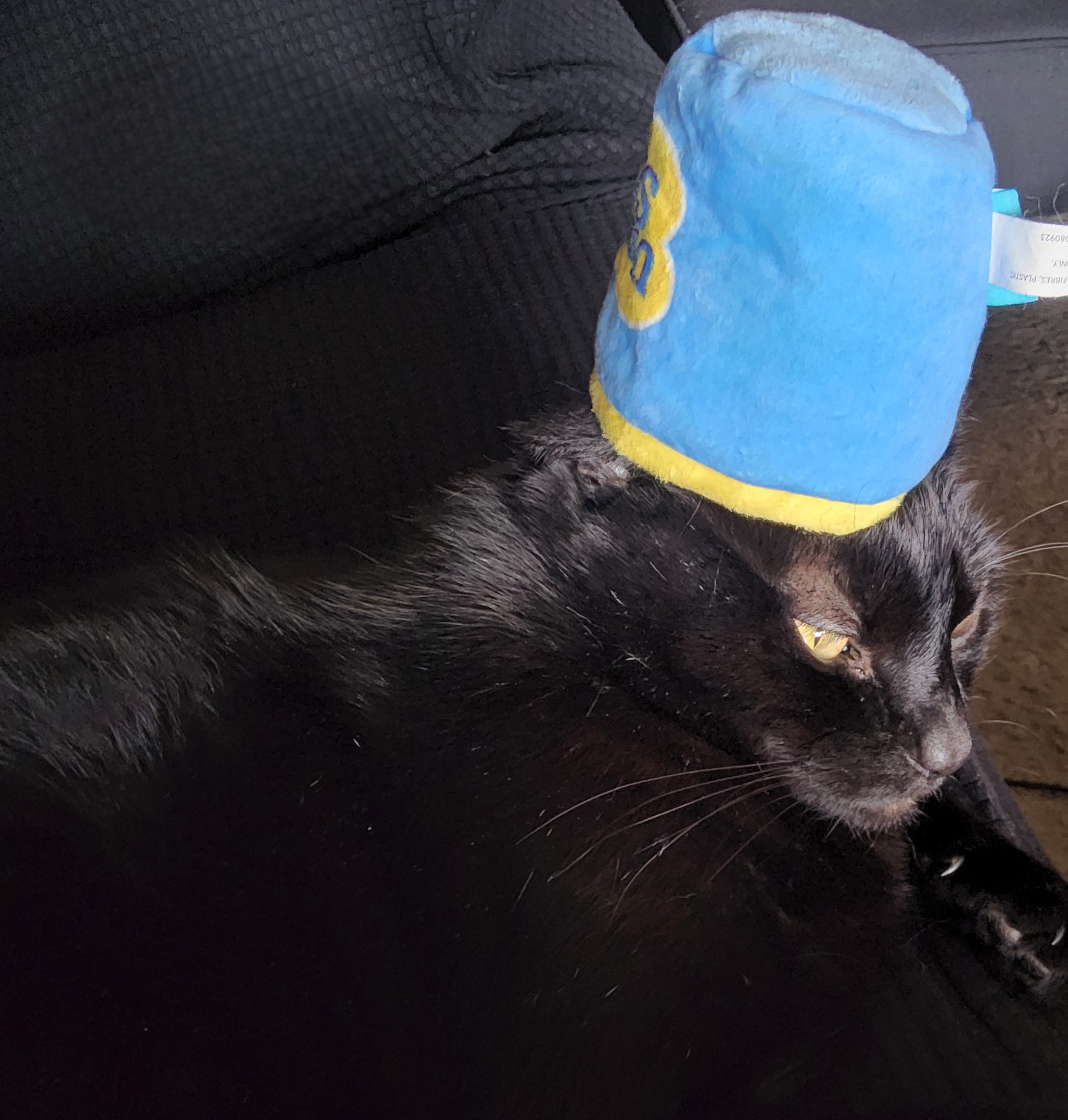 Kat with a hat | HoYoLAB