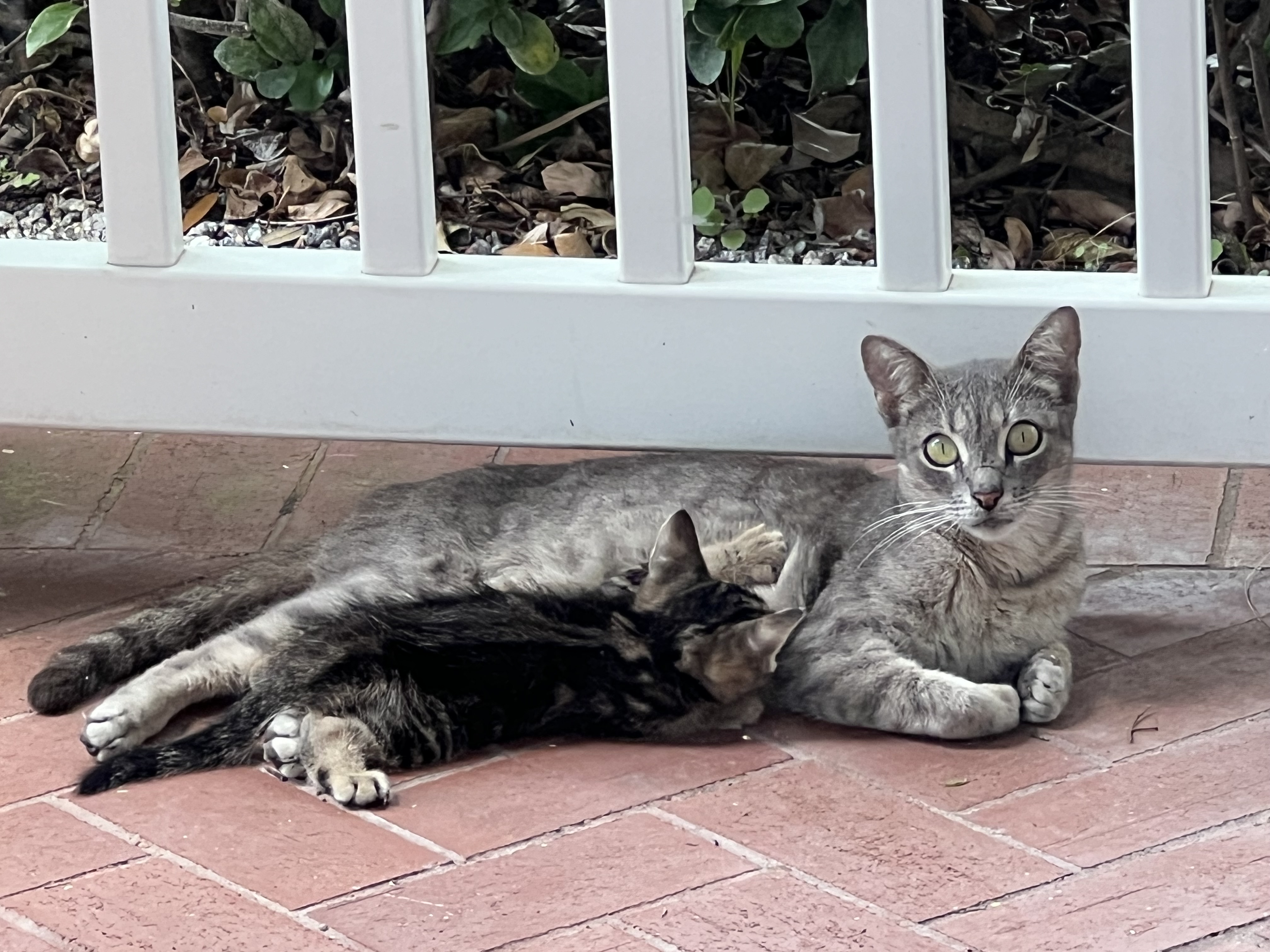 My Dad’s had visitors today which are cats how cute is this 🥰😂 | HoYoLAB