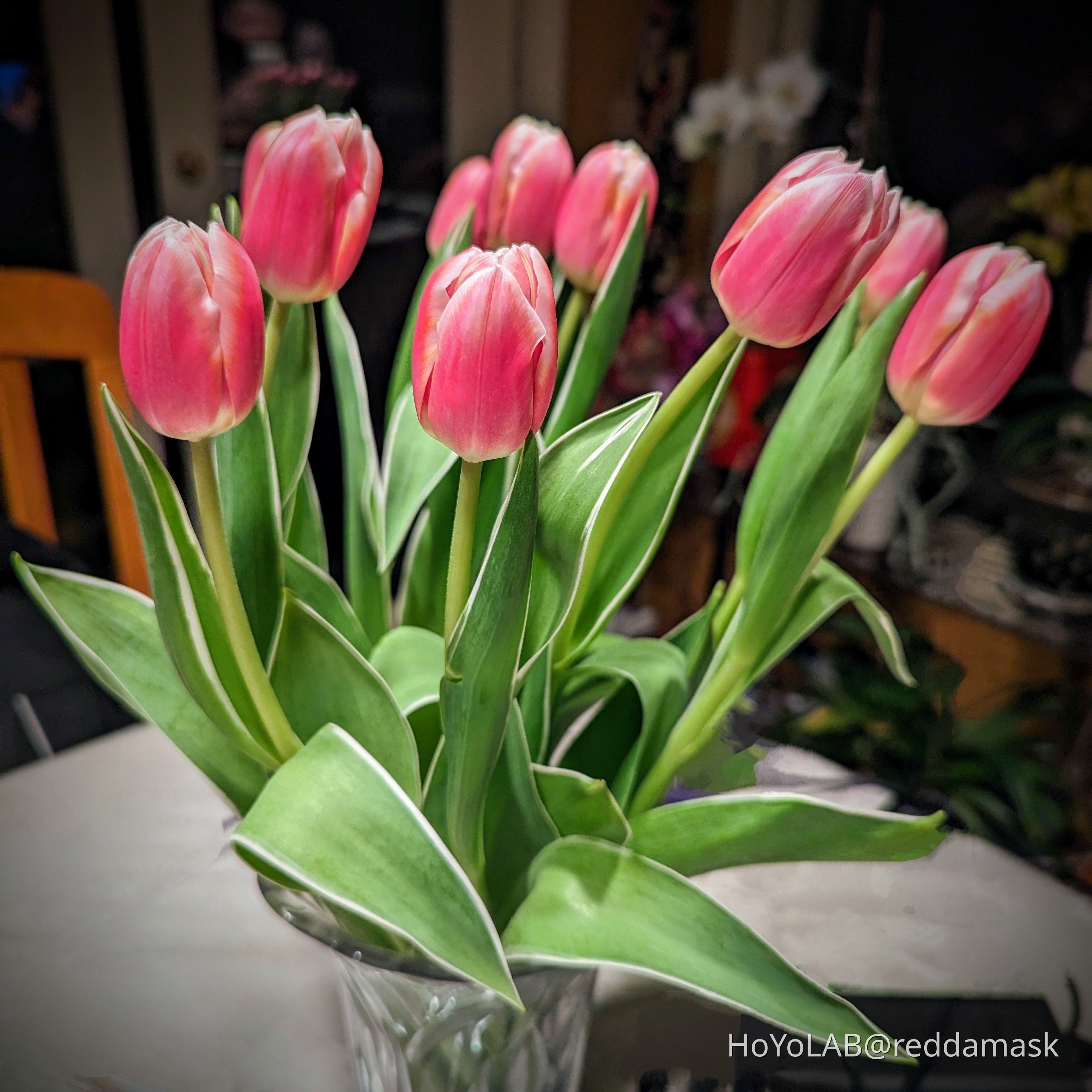 Rainbow Roses for Easter Genshin Impact | HoYoLAB