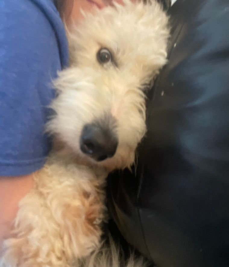 My goopy little dog Genshin Impact | HoYoLAB