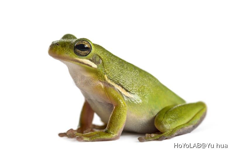 no xianyun today. just frogs. Genshin Impact | HoYoLAB