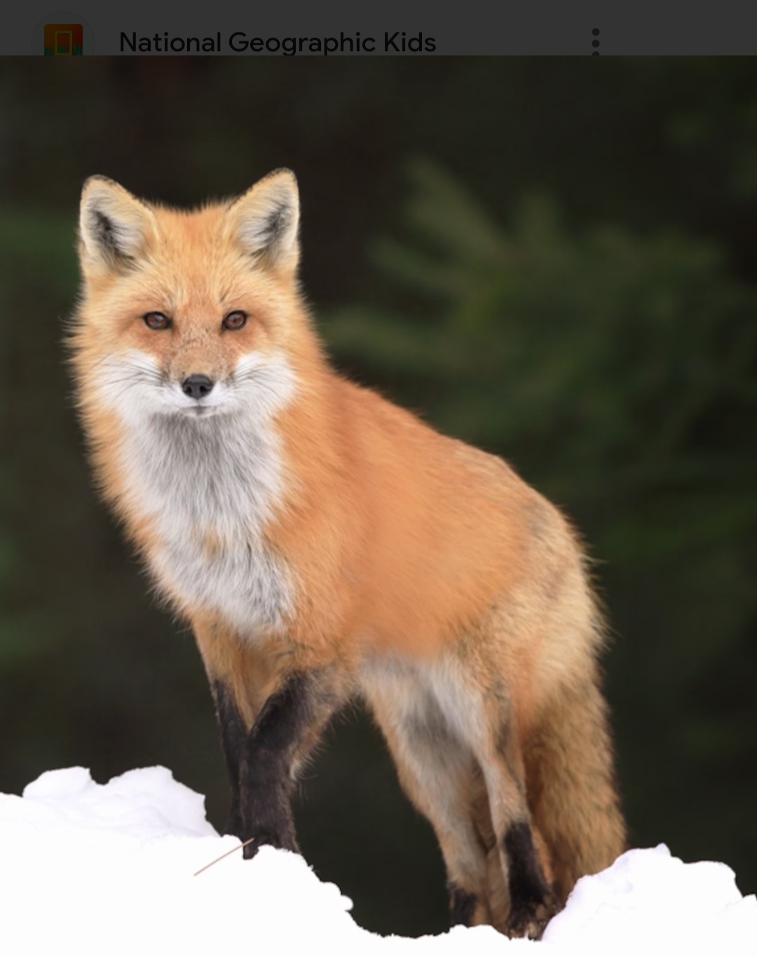 Fox Genshin Impact | HoYoLAB