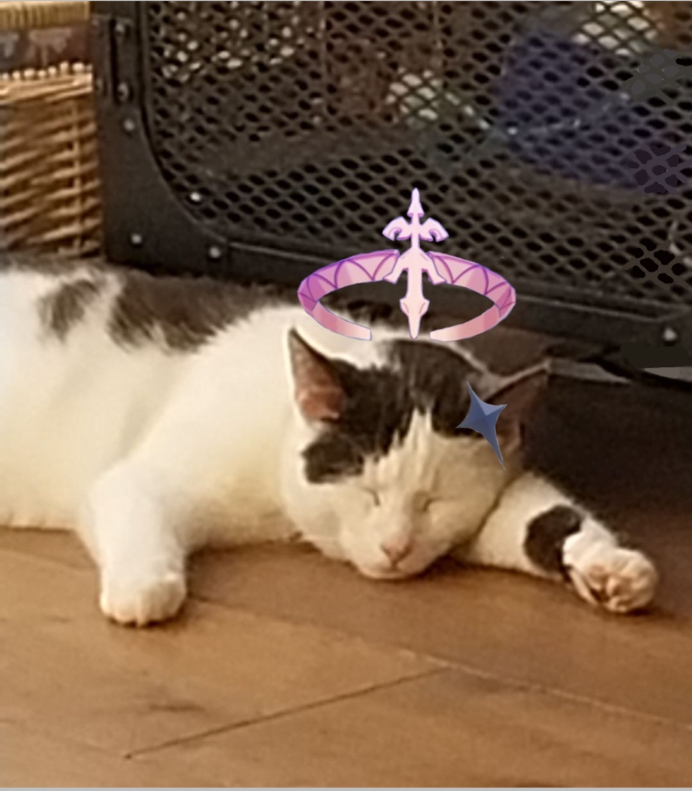 turned my cat into Paimon Genshin Impact | HoYoLAB