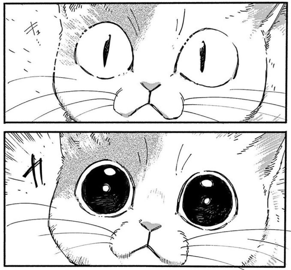 Cat Genshin Impact | HoYoLAB