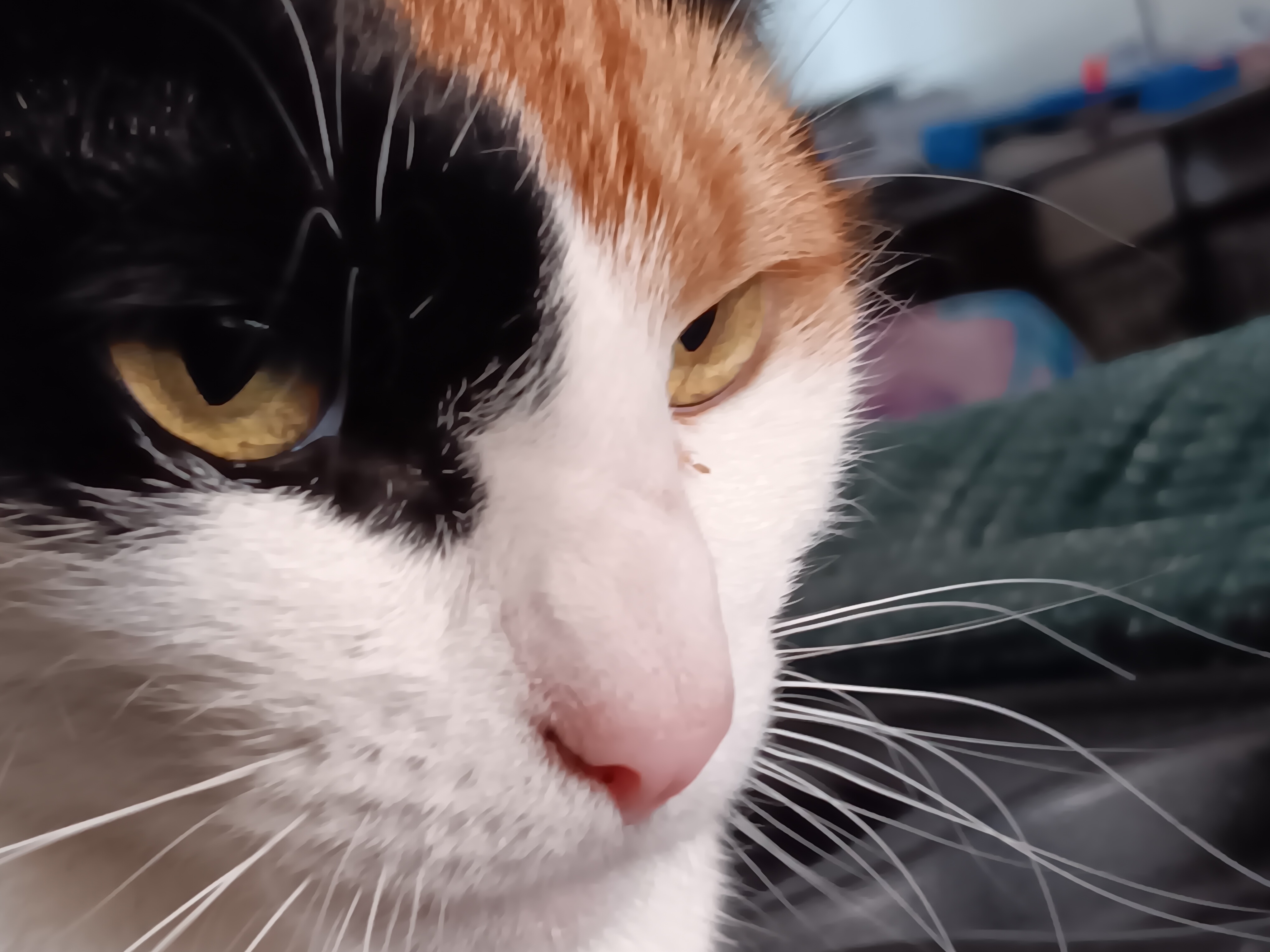 my cat side eye me lol Genshin Impact | HoYoLAB