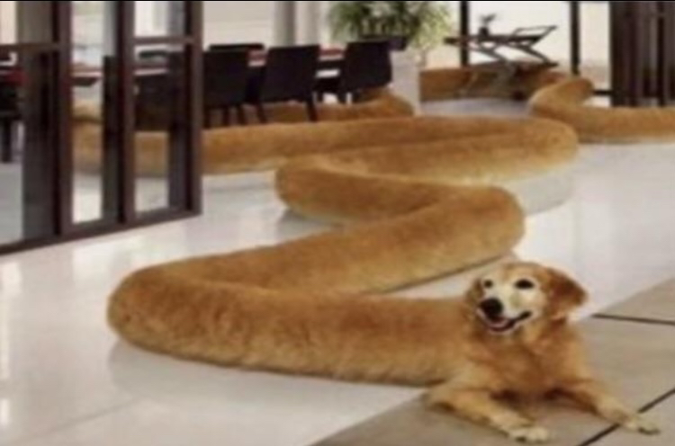 look at this dog (idk what else to post) Zenless Zone Zero | HoYoLAB