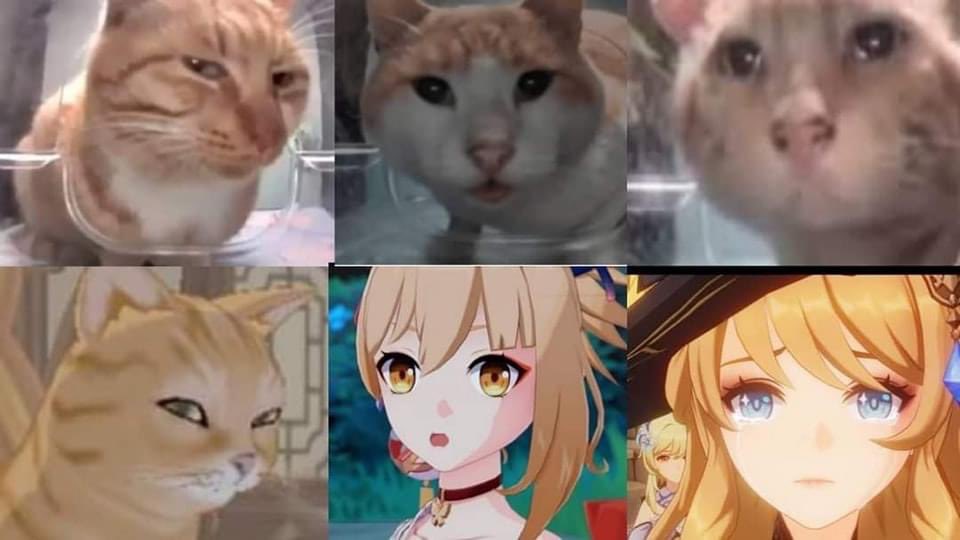 Genshin Cat Meme Genshin Impact | HoYoLAB