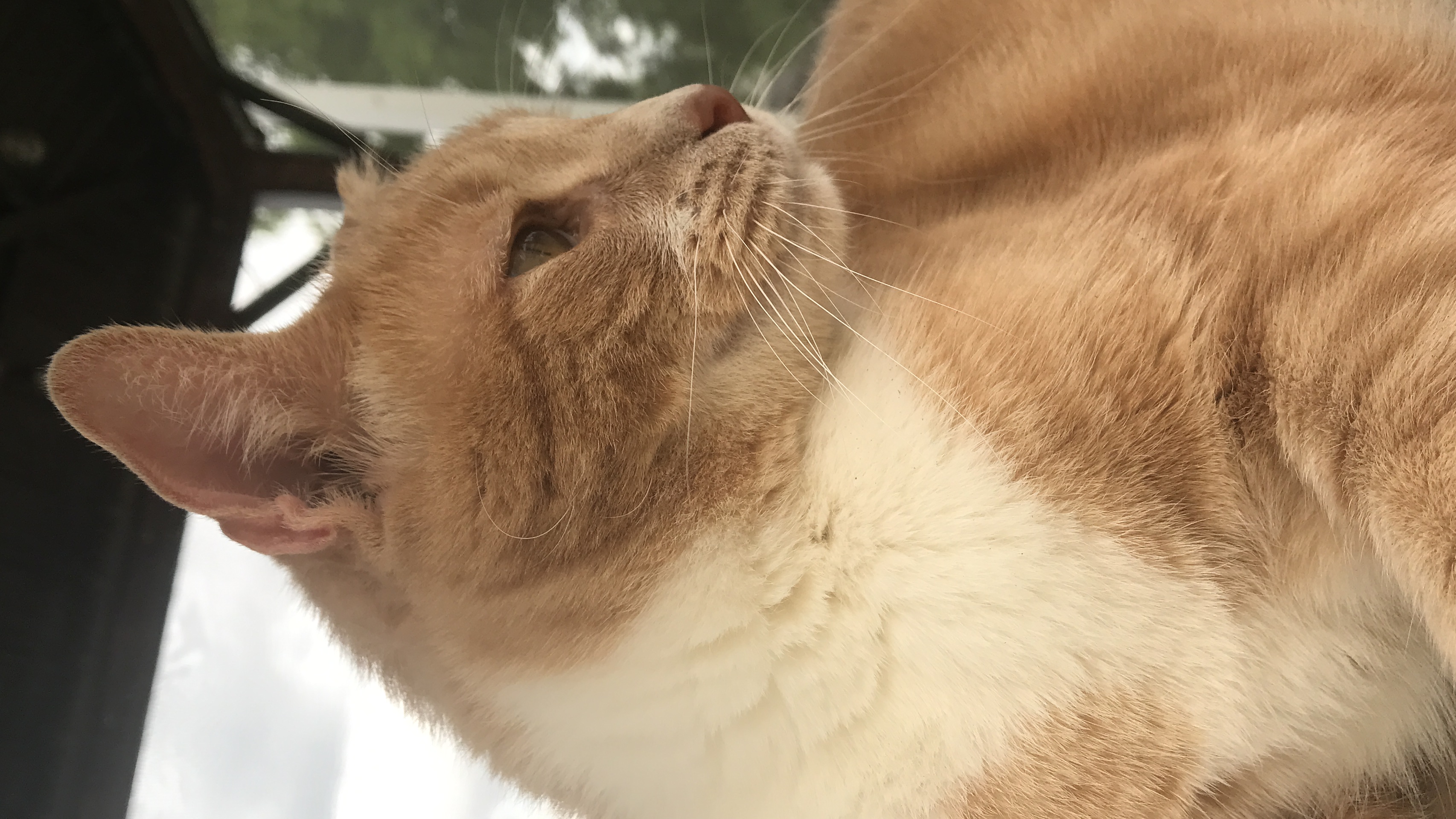 Winston being cute 🥰 | HoYoLAB