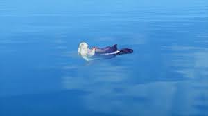 daily pipopipo for accompany points Genshin Impact | HoYoLAB