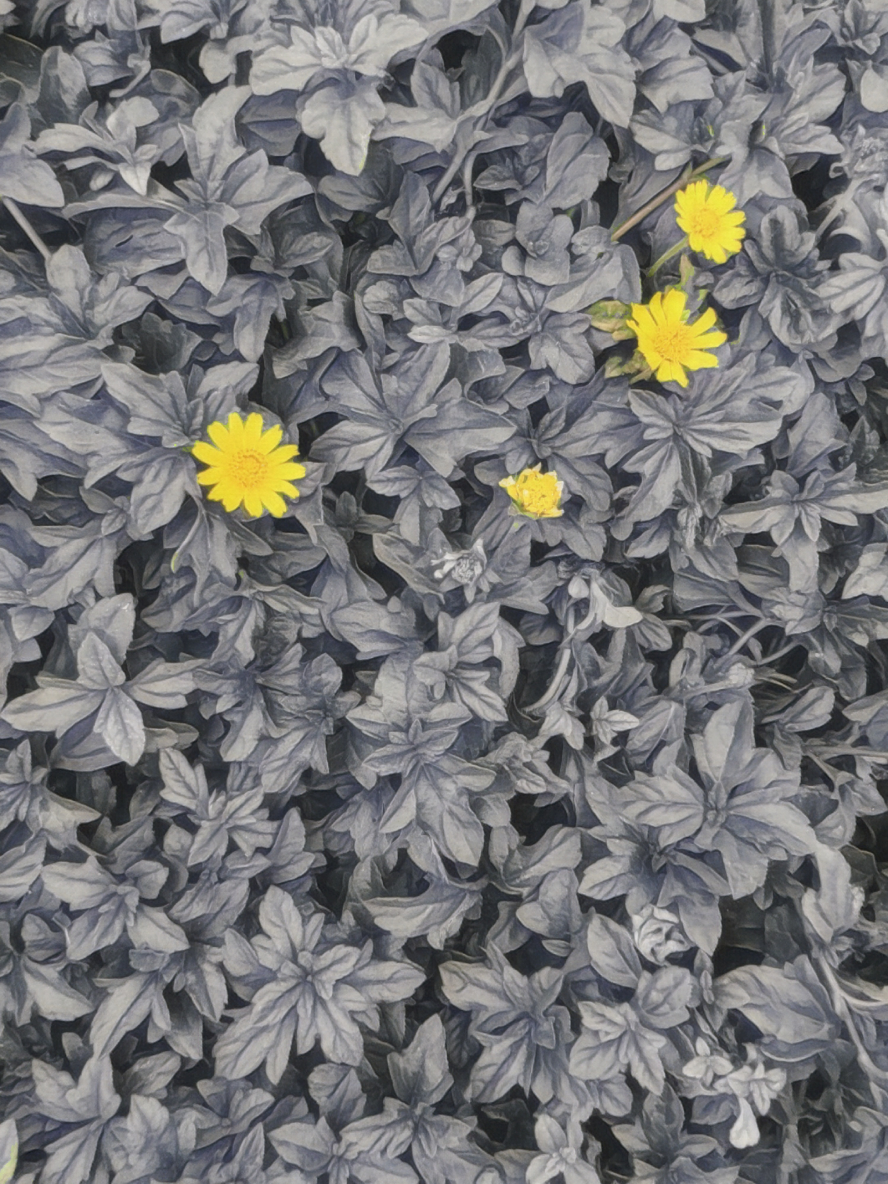 Subtle Bloom Genshin Impact | HoYoLAB