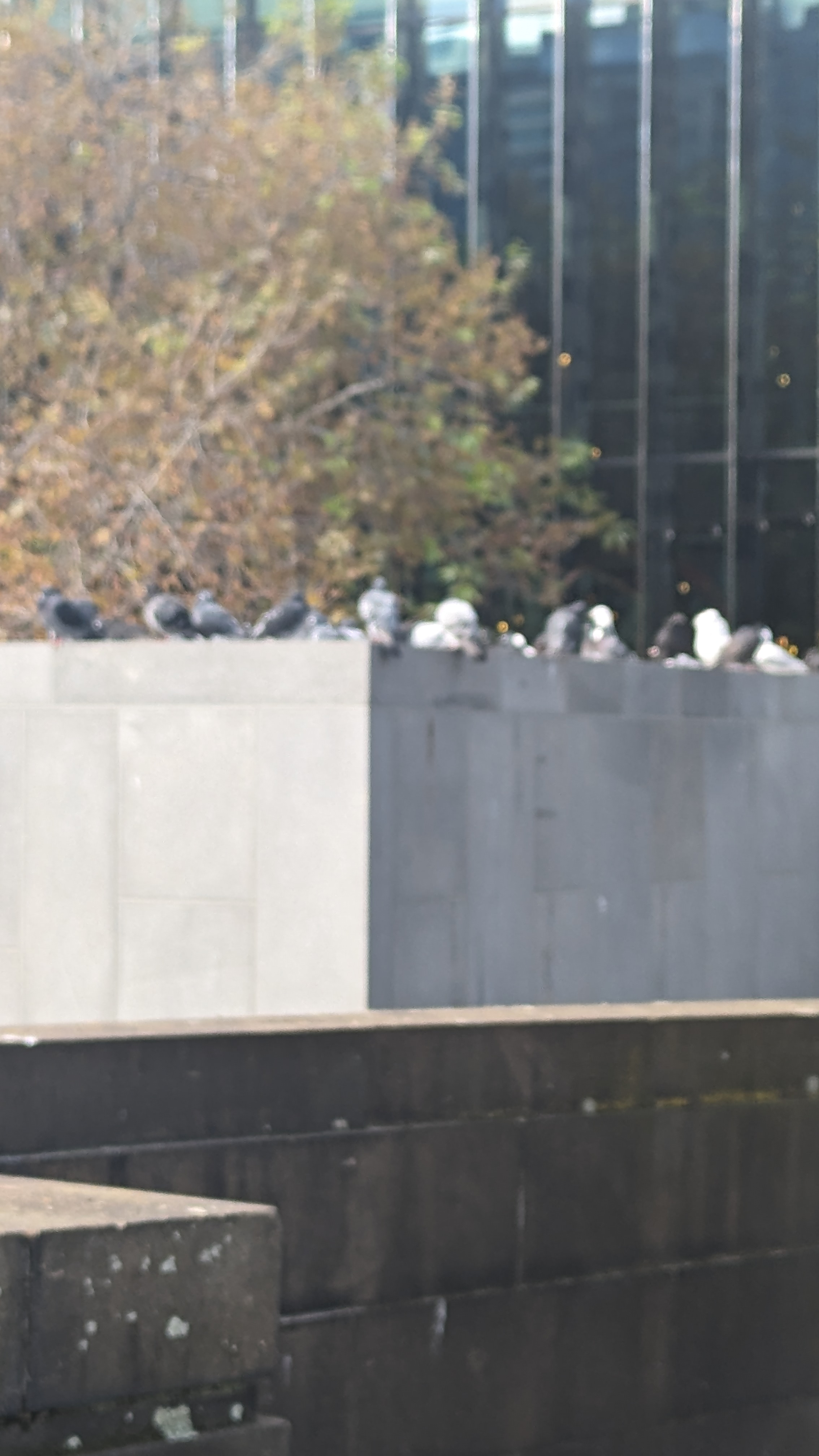 found Timmies pigeons irl yall | HoYoLAB