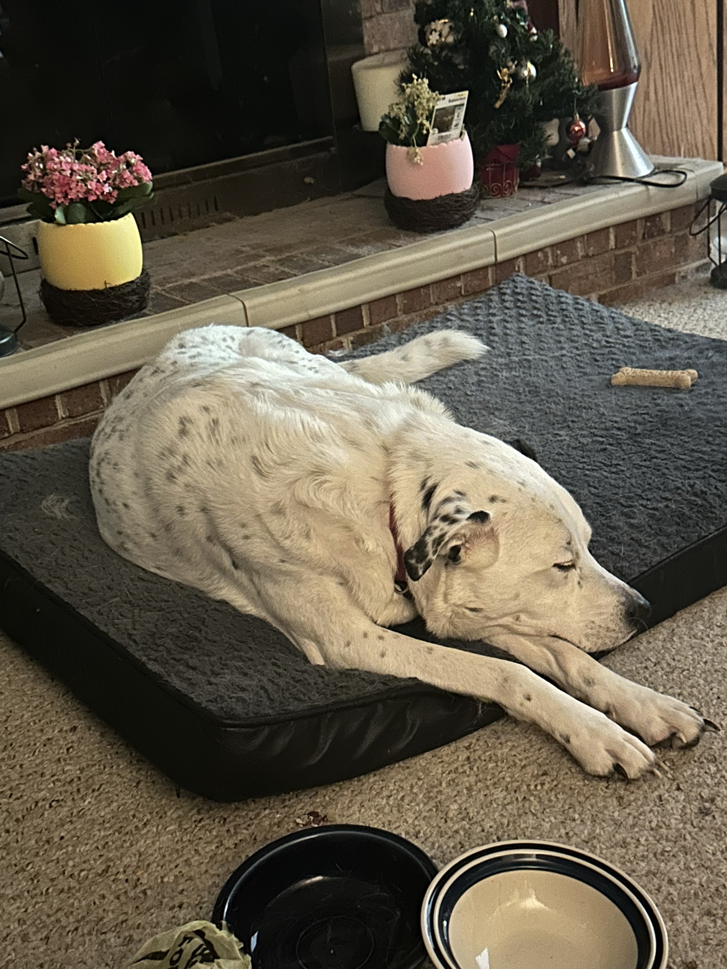 posting my dog for a draw :) Zenless Zone Zero | HoYoLAB