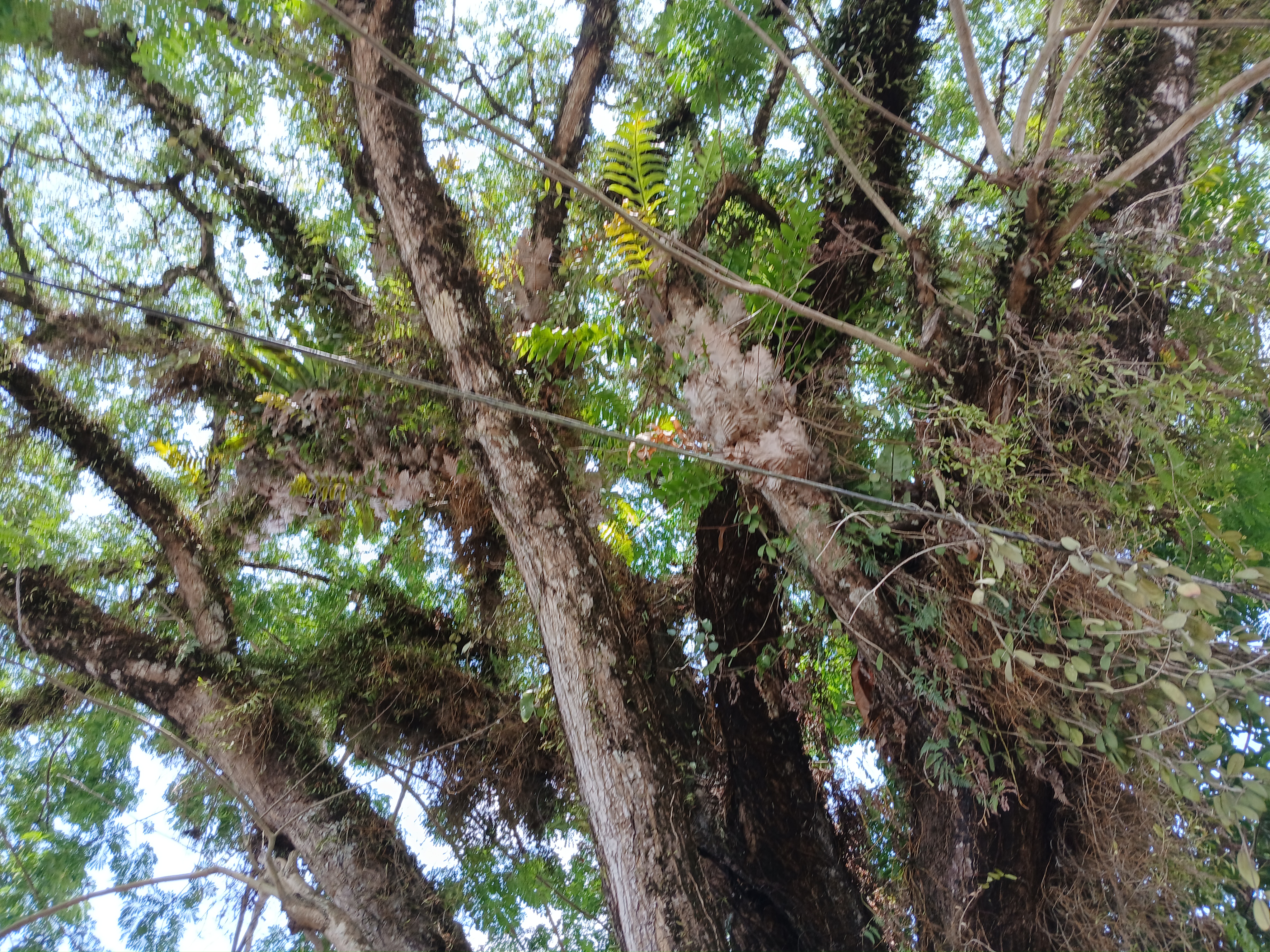 imagine the tree of Sumeru Genshin Impact | HoYoLAB