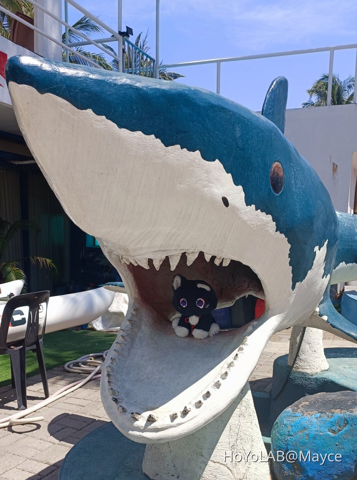 SCARACAT IN A SHARK'S STANKY MOUTH Genshin Impact | HoYoLAB
