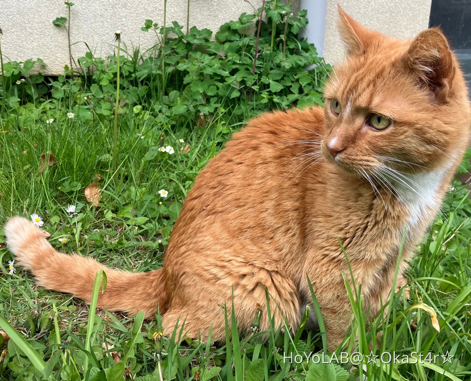 Aaaaaaaaa!!!! cat!!!!!!! | HoYoLAB