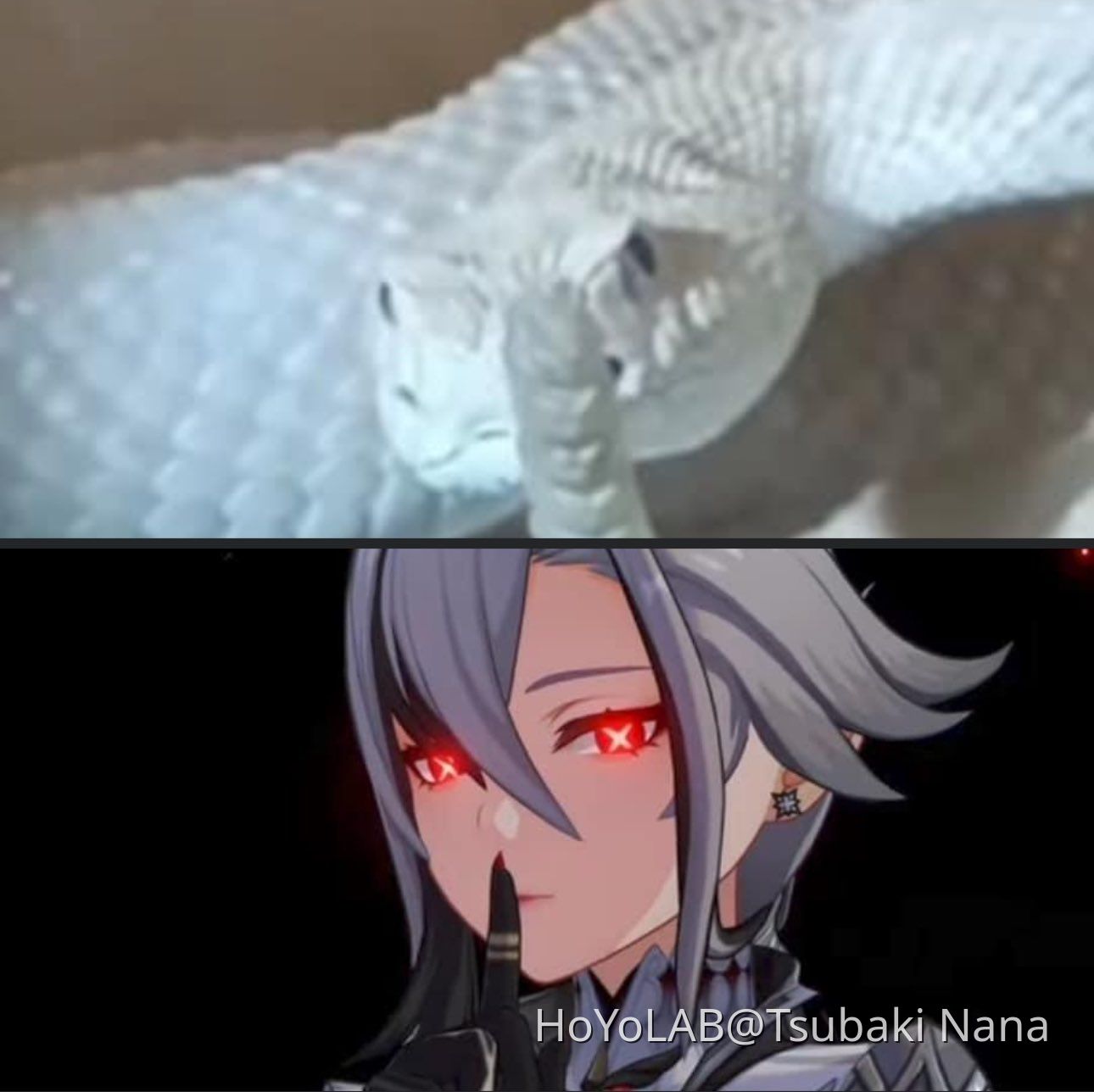 🤫🤫🤫🤫 Genshin Impact | HoYoLAB