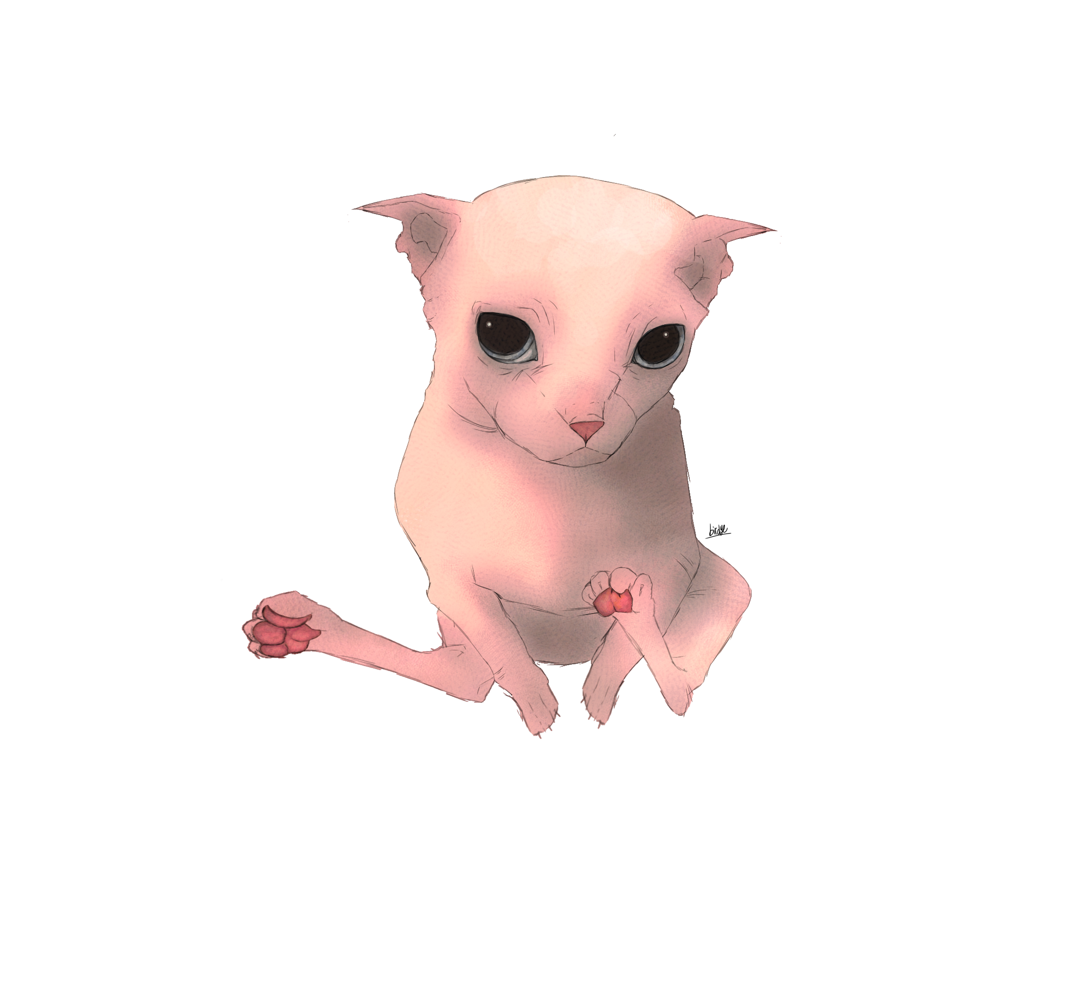 Bingus the Cat🐱 | HoYoLAB