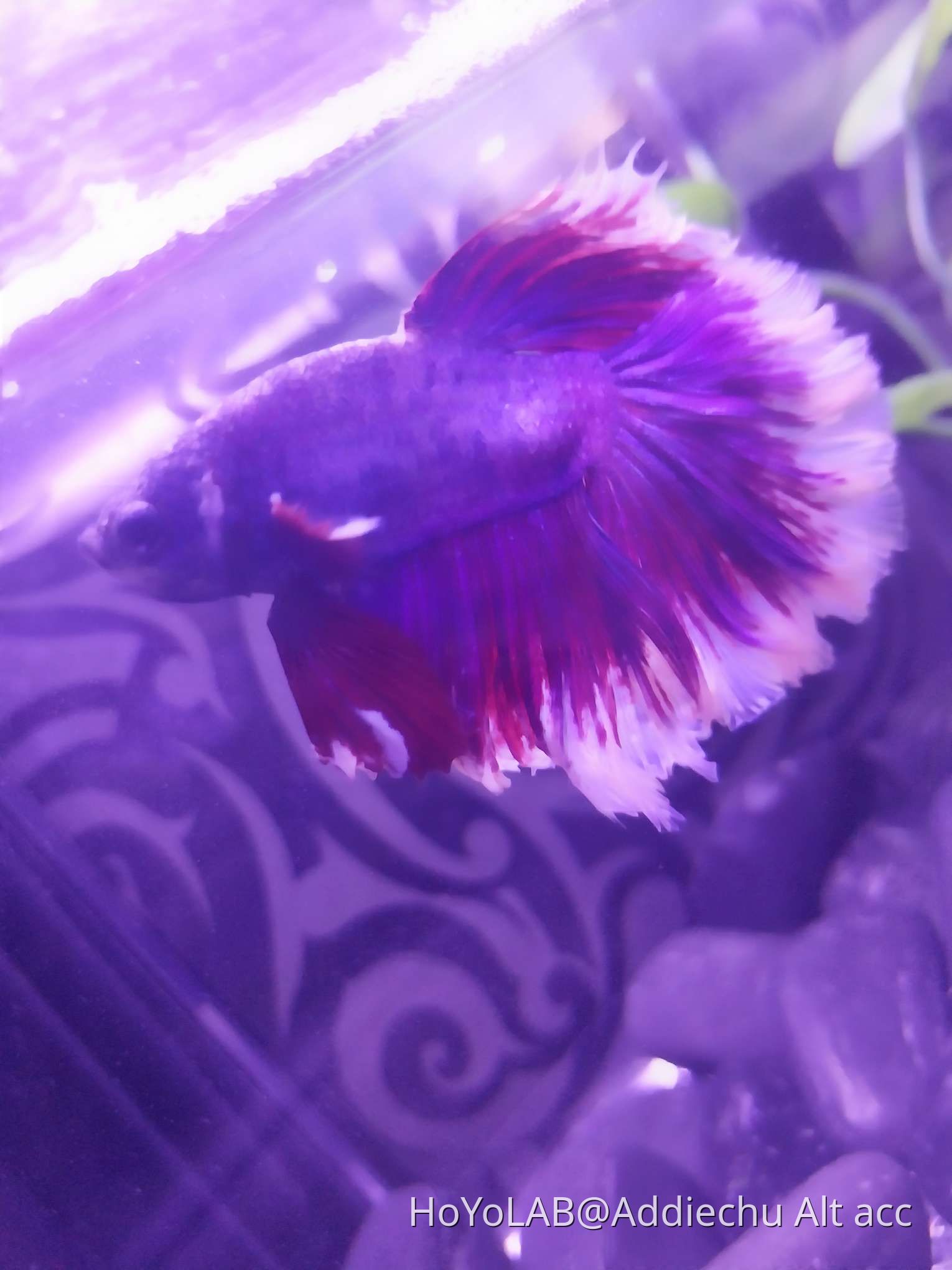 fish Genshin Impact | HoYoLAB