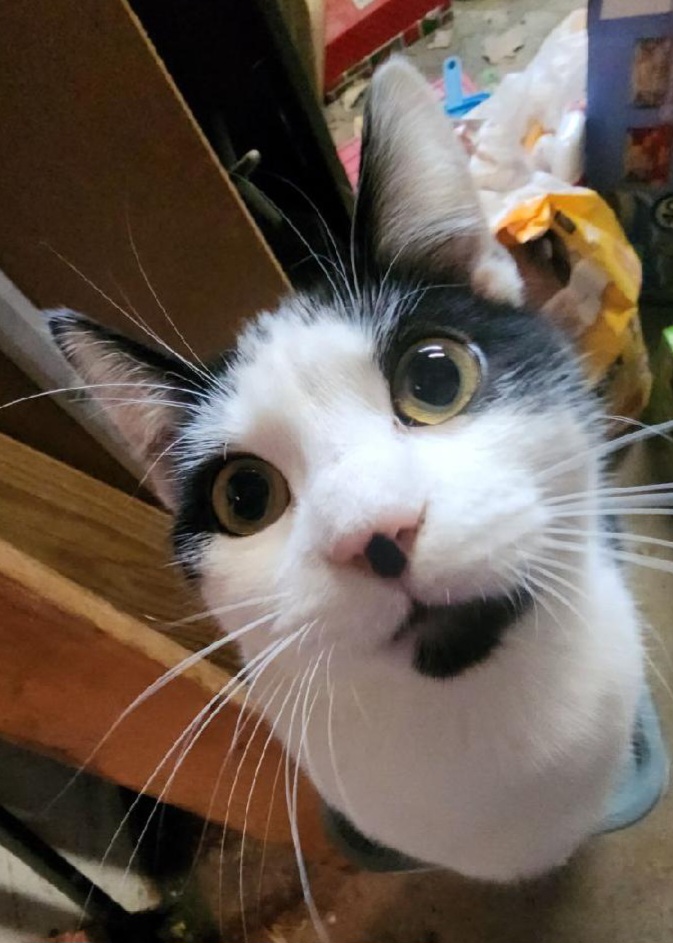 cat Genshin Impact | HoYoLAB