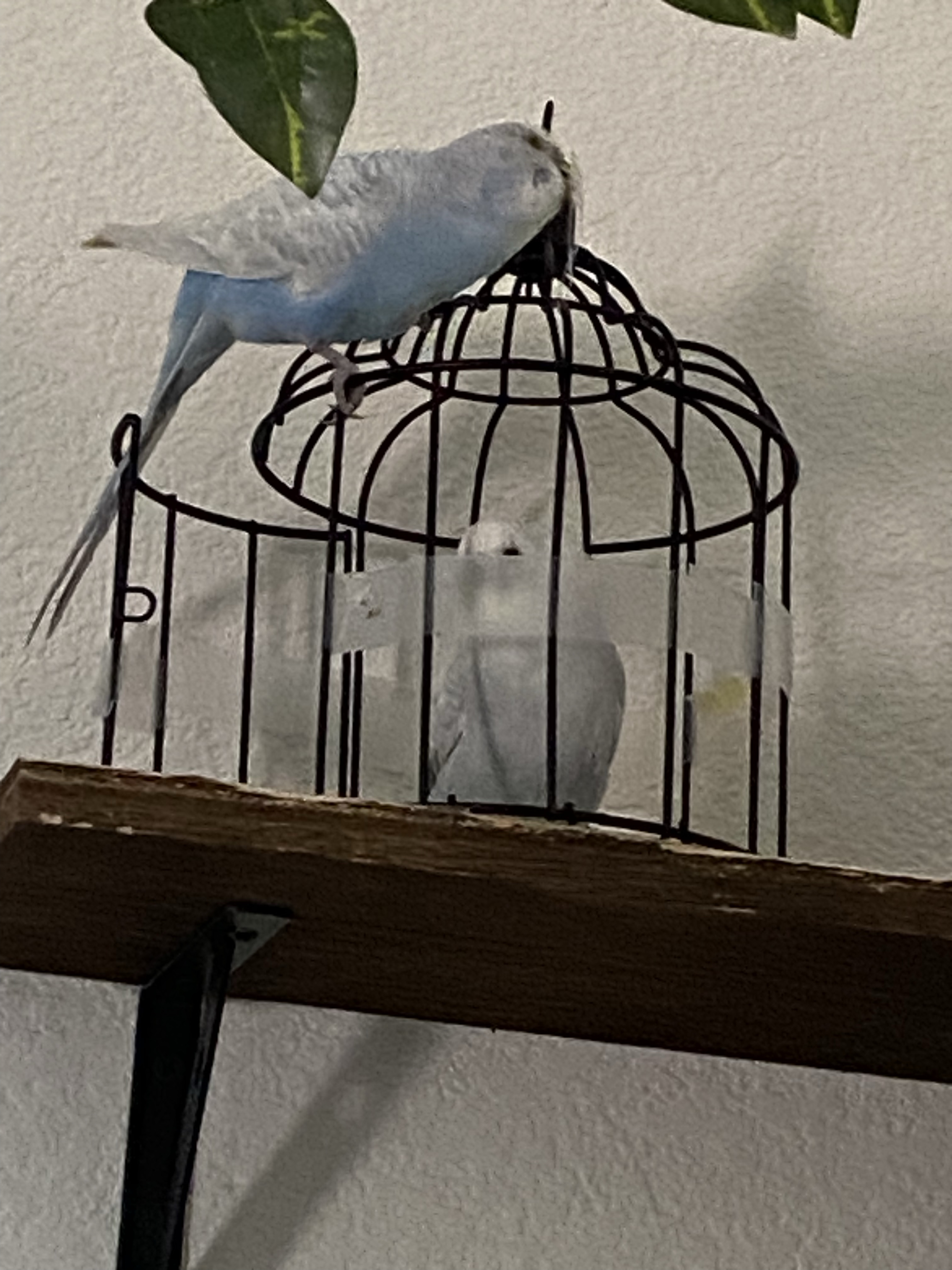 Silly birds | HoYoLAB