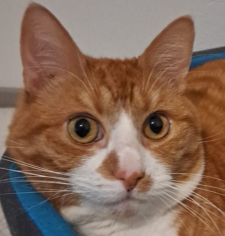 My cat approves Zenless Zone Zero | HoYoLAB