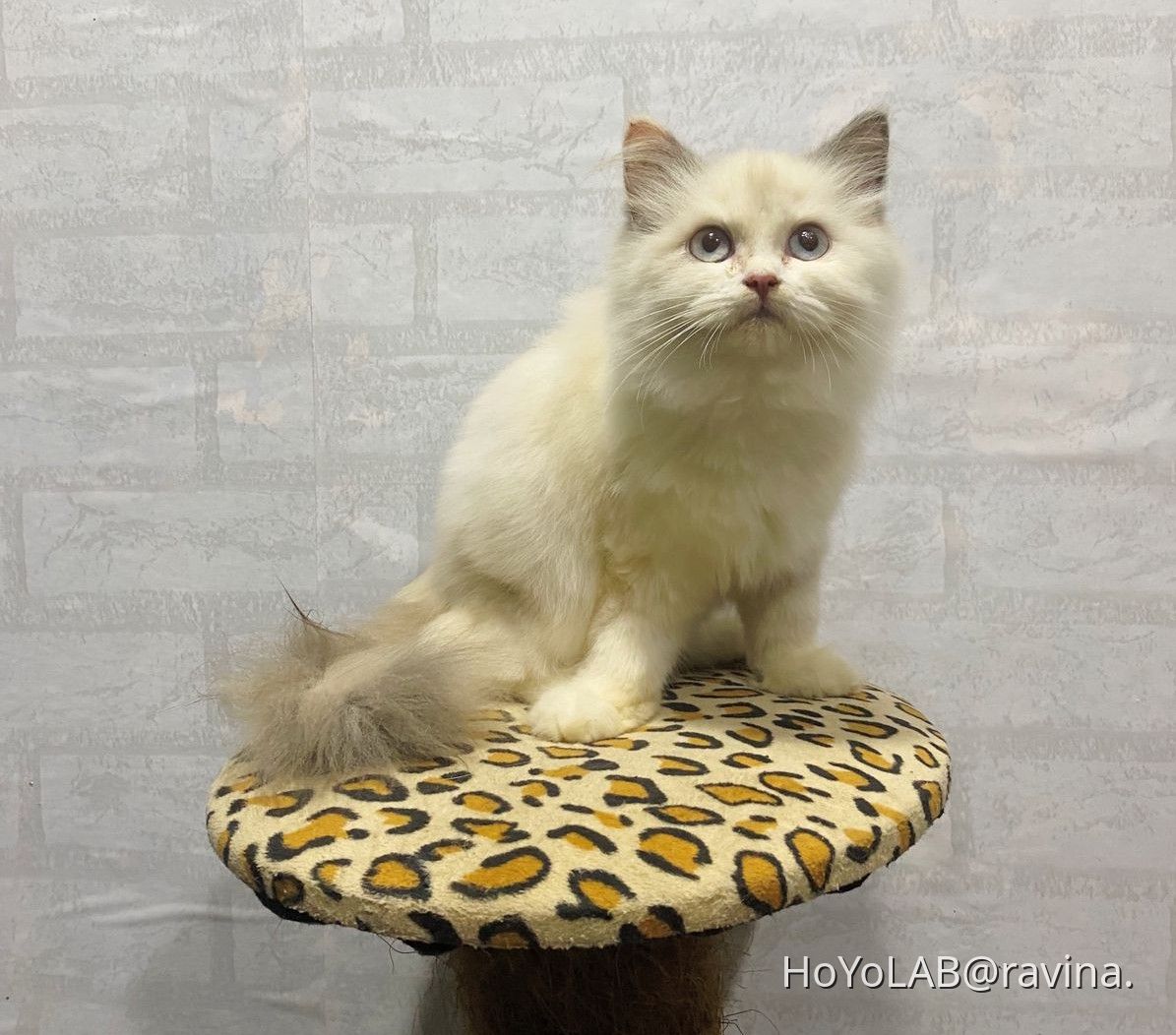 ME AND MY BF BOUGHT A NEW CAT OMG AKAHAKSJS Genshin Impact | HoYoLAB