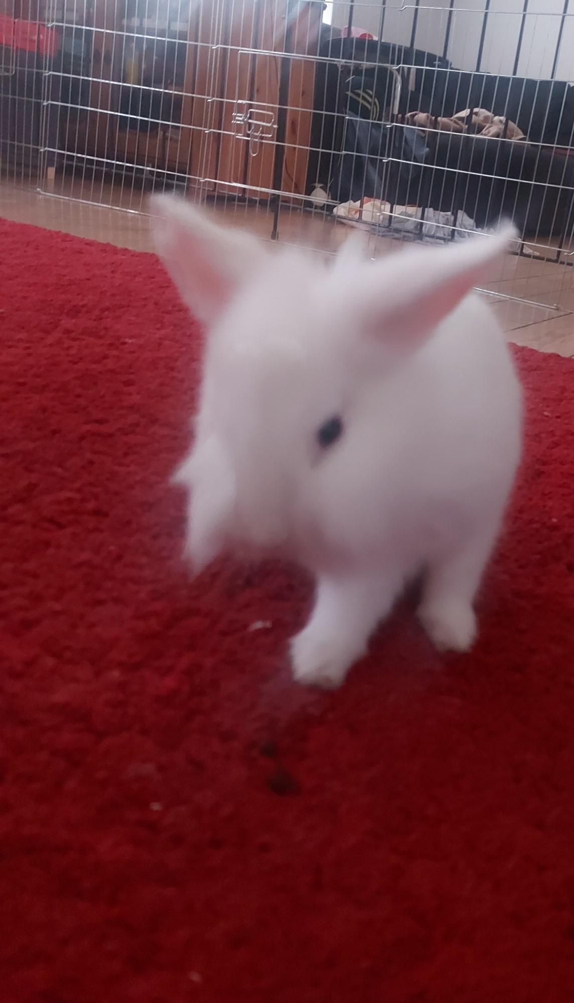 blessing y'all with a pic of my bunny Genshin Impact | HoYoLAB