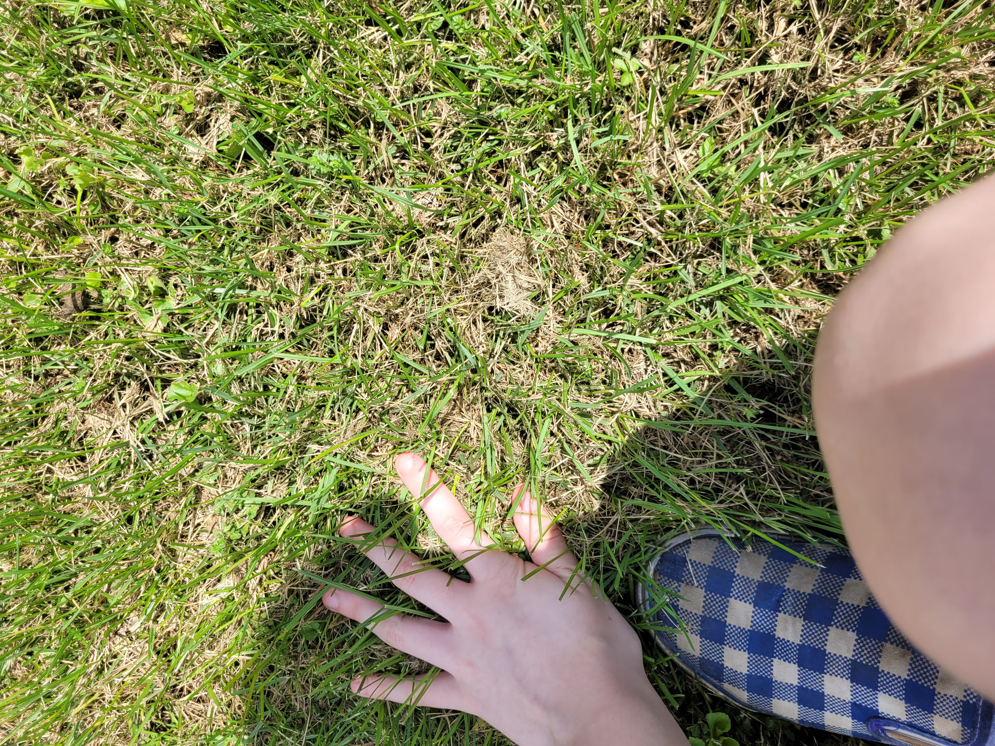 touched grass lol Genshin Impact | HoYoLAB