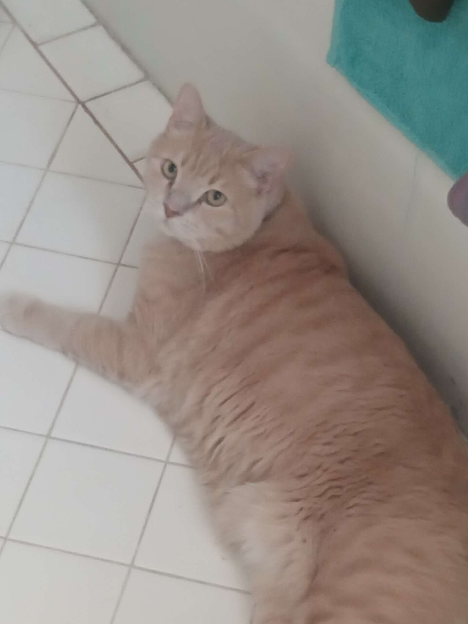 a post of my cat | HoYoLAB