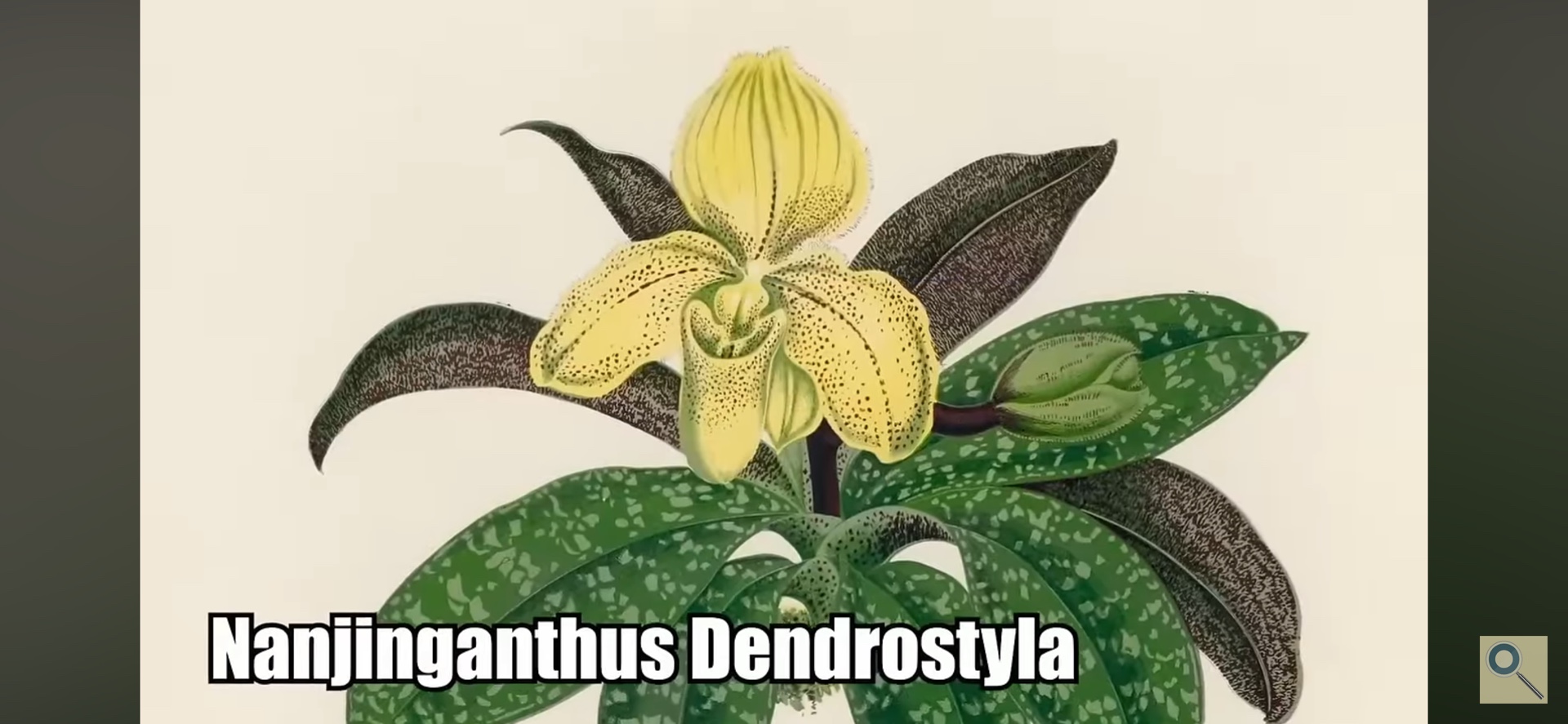 Dendro Genshin Impact | HoYoLAB