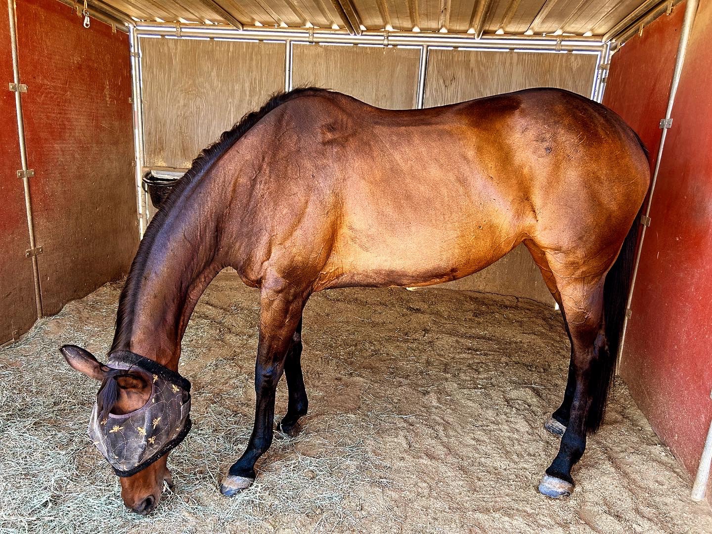 My real life Geo Dragon. Genshin Impact | HoYoLAB