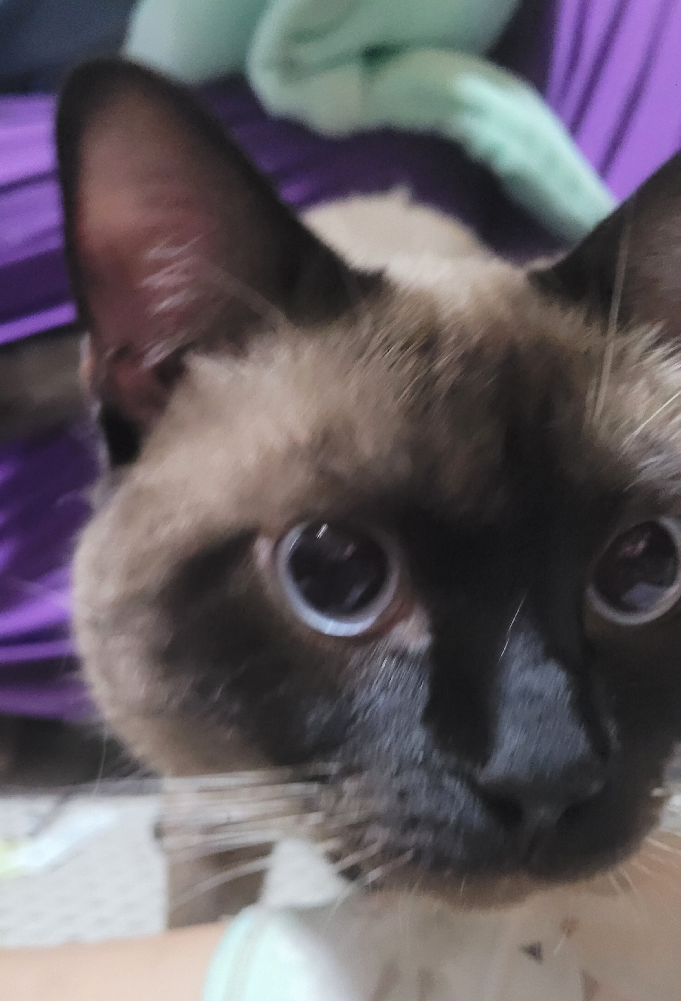 here my cats | HoYoLAB