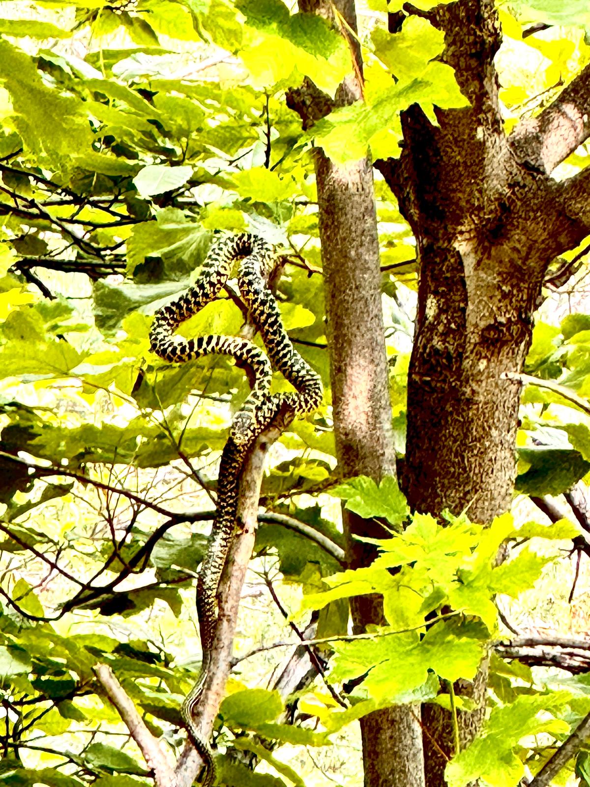 Saw a snek while hiking today. Is that you, Changsheng? Genshin Impact ...
