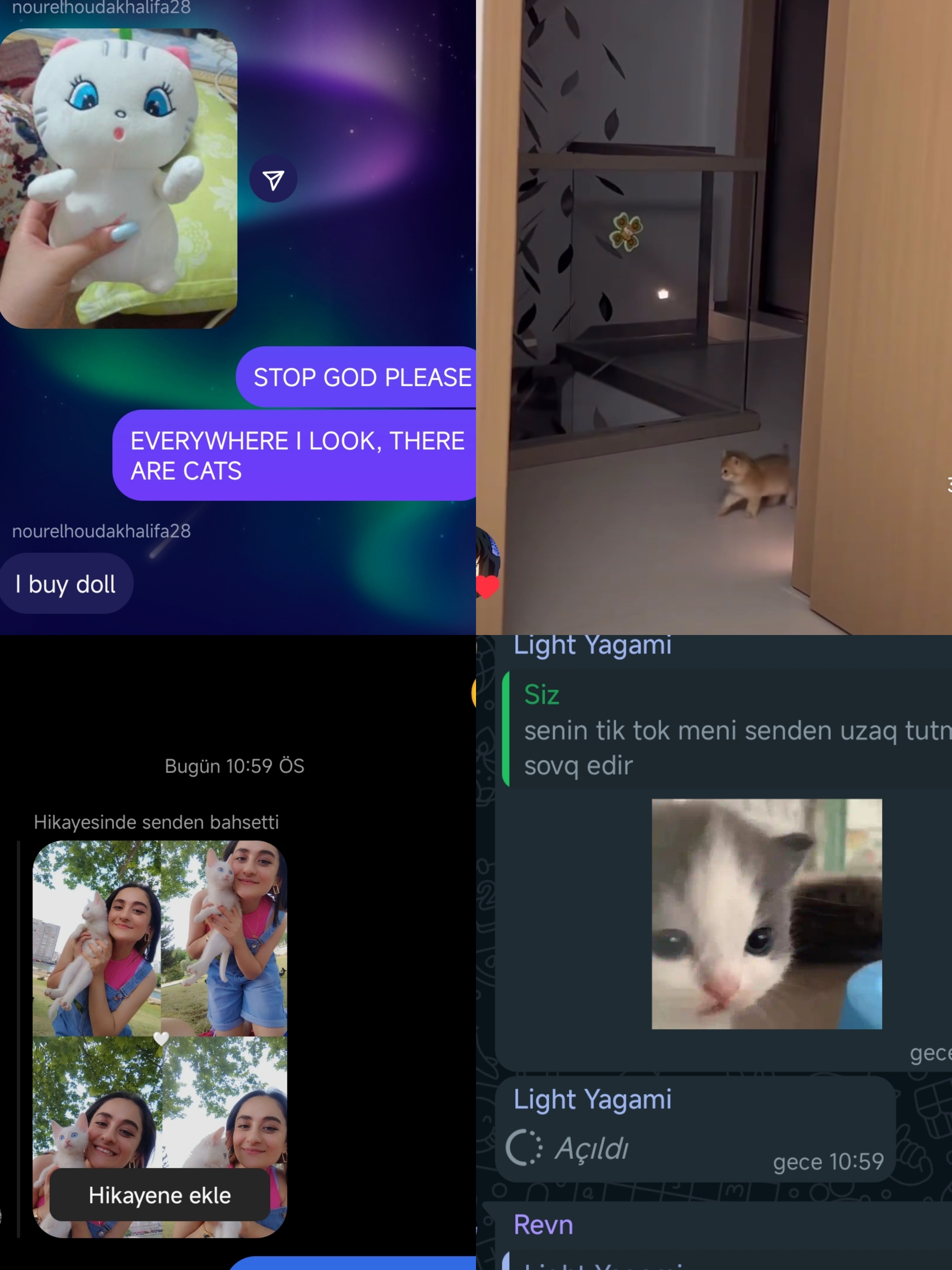 NEREYE BAKSAM KEDİ AAAGGGGAAGAG Genshin Impact | HoYoLAB