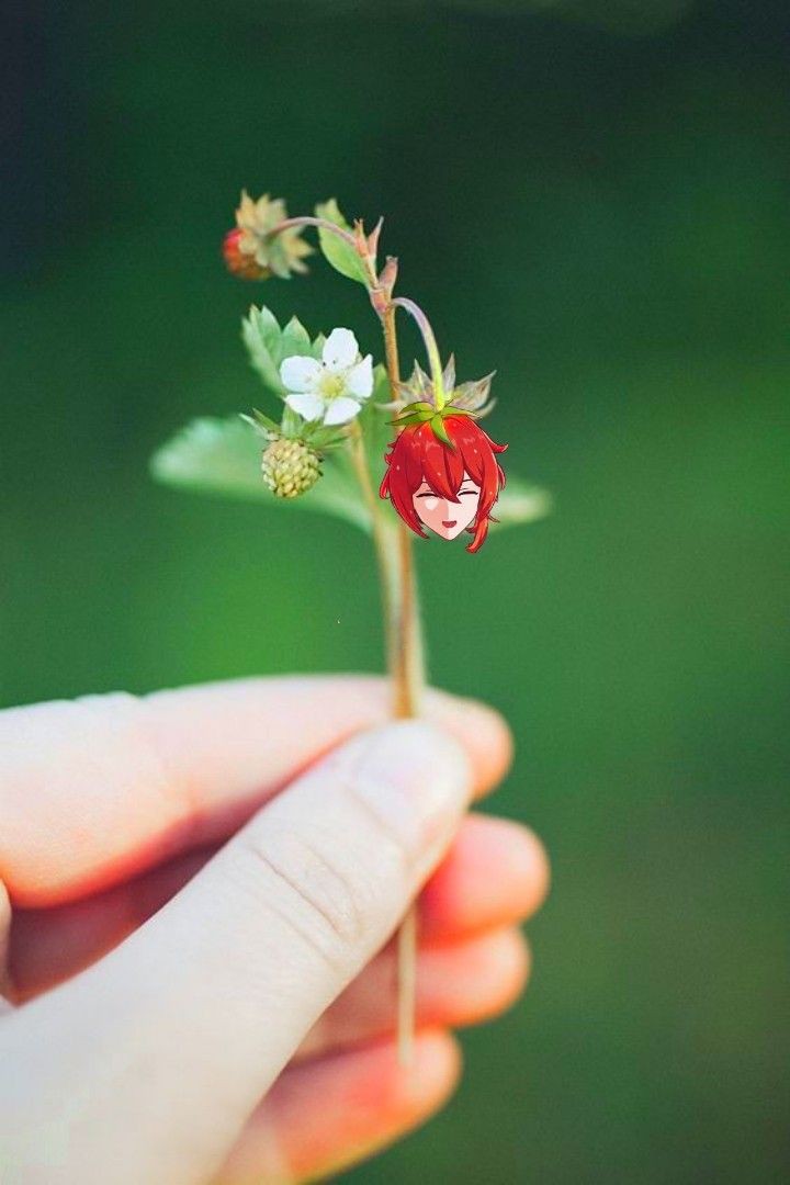 You have been blessed by Strawberry Diluc Genshin Impact | HoYoLAB