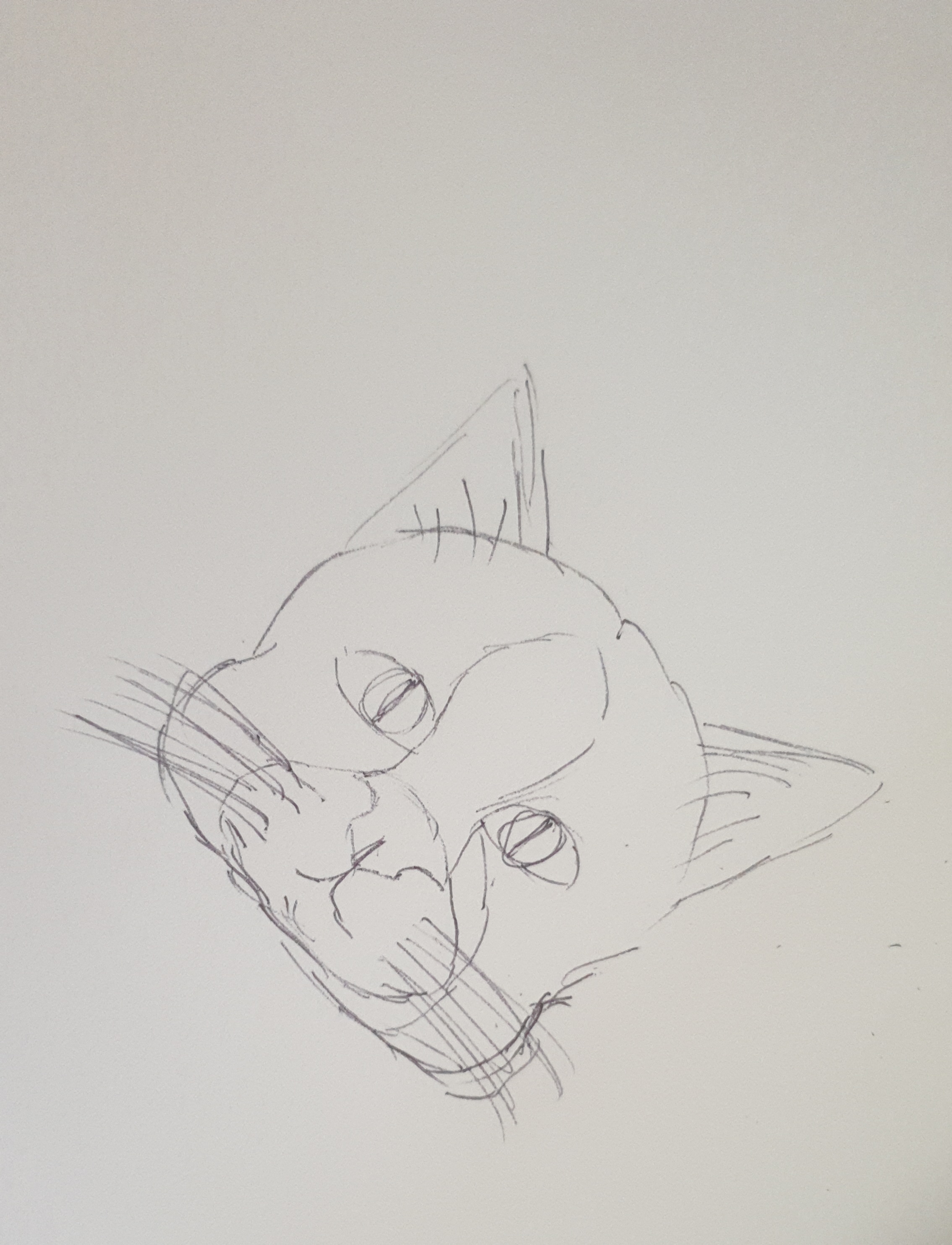 drawing cat ! Genshin Impact | HoYoLAB