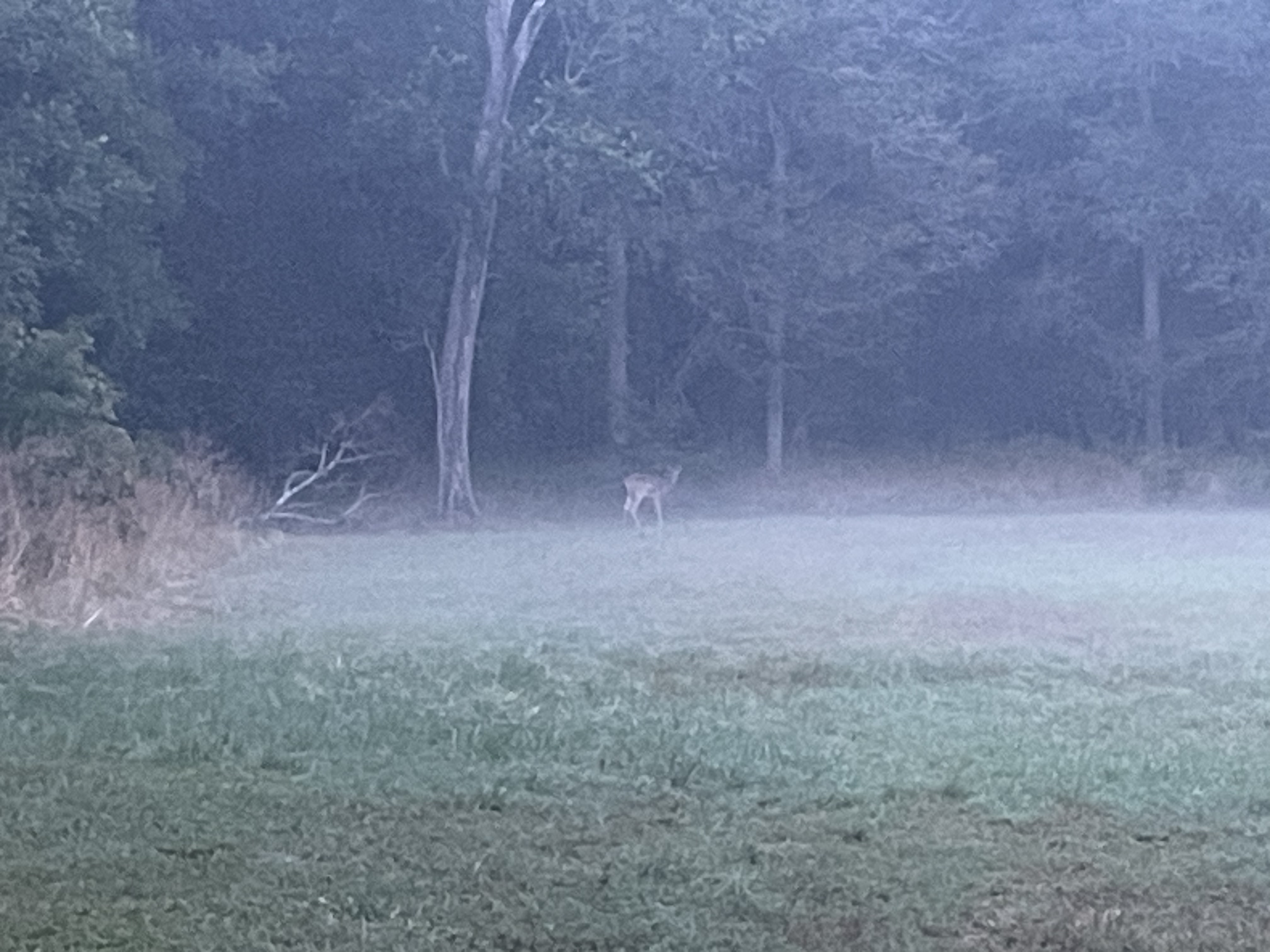 A deer in some grass Genshin Impact | HoYoLAB