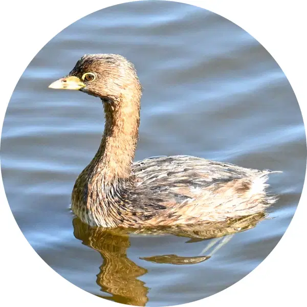 ROBIN IRL OMG??!! Honkai: Star Rail | HoYoLAB