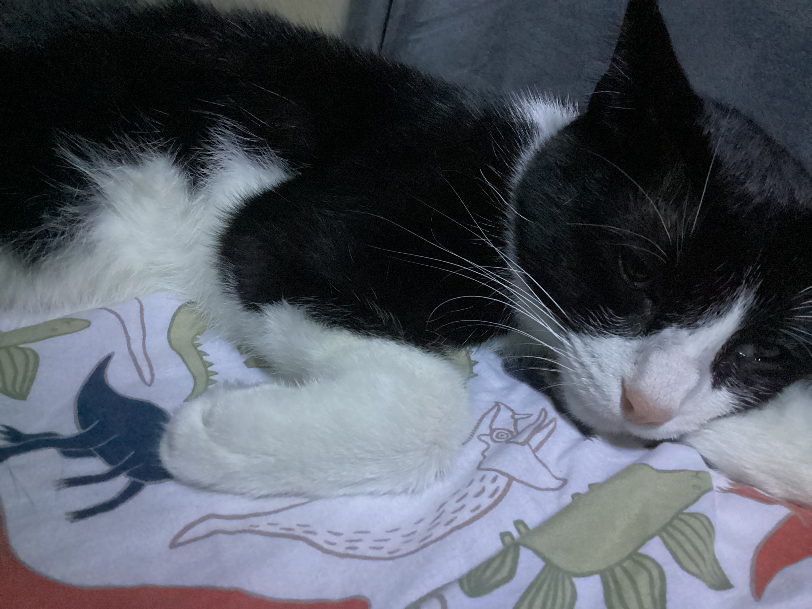 meow meow is tired 😌 | HoYoLAB