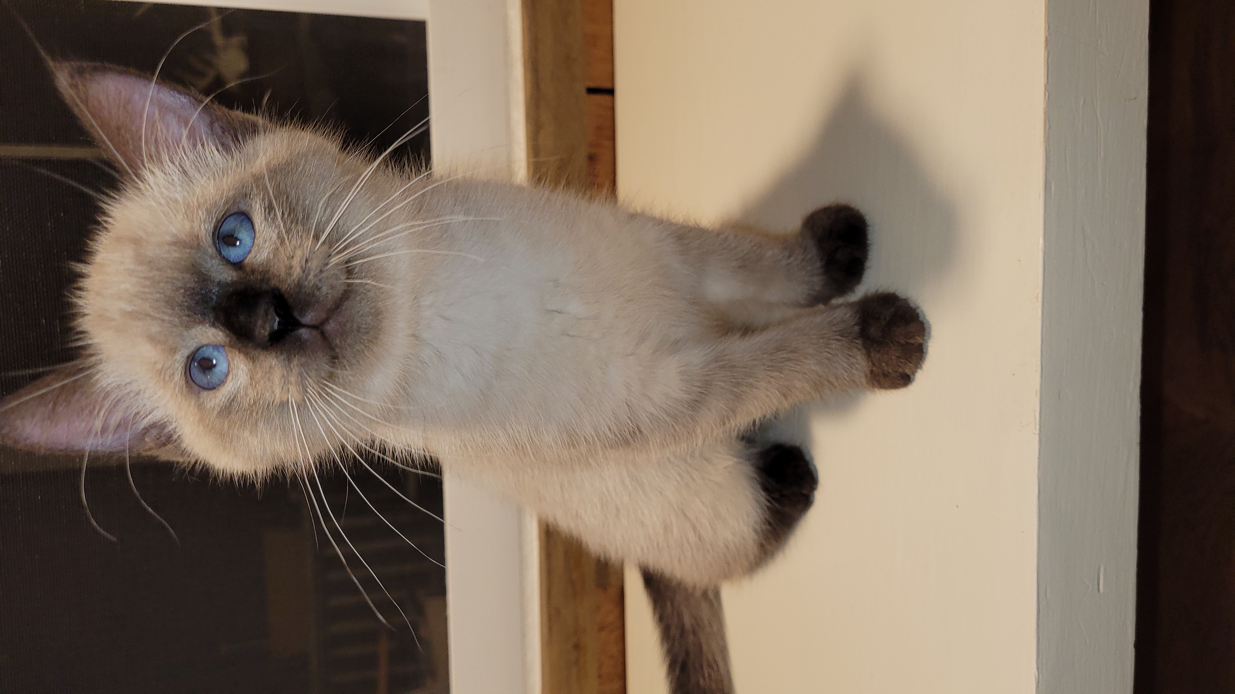 Eula the cat Genshin Impact | HoYoLAB