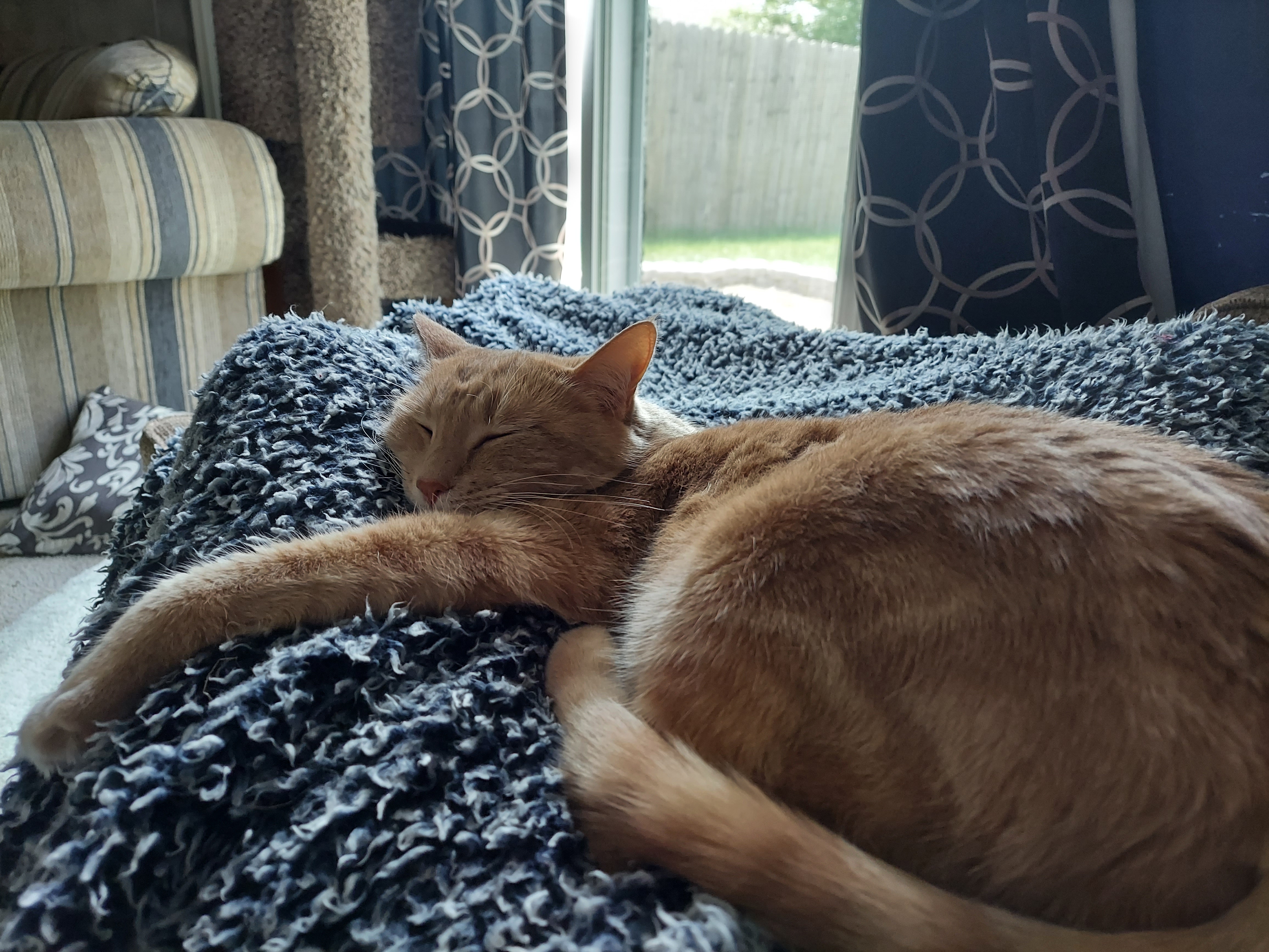Sleepy buddy | HoYoLAB