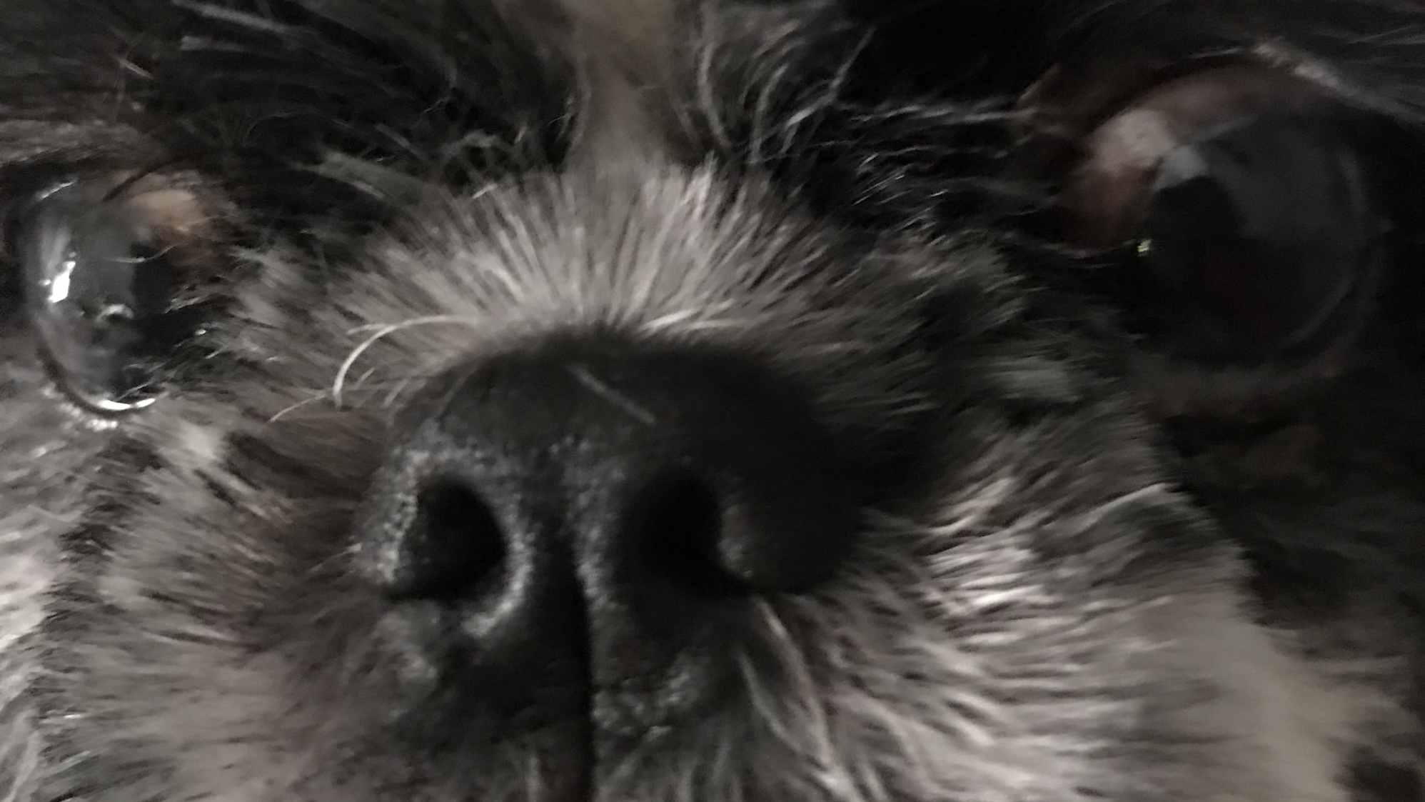 DO YIU HAVE GAMES ON UR PHONE? | HoYoLAB