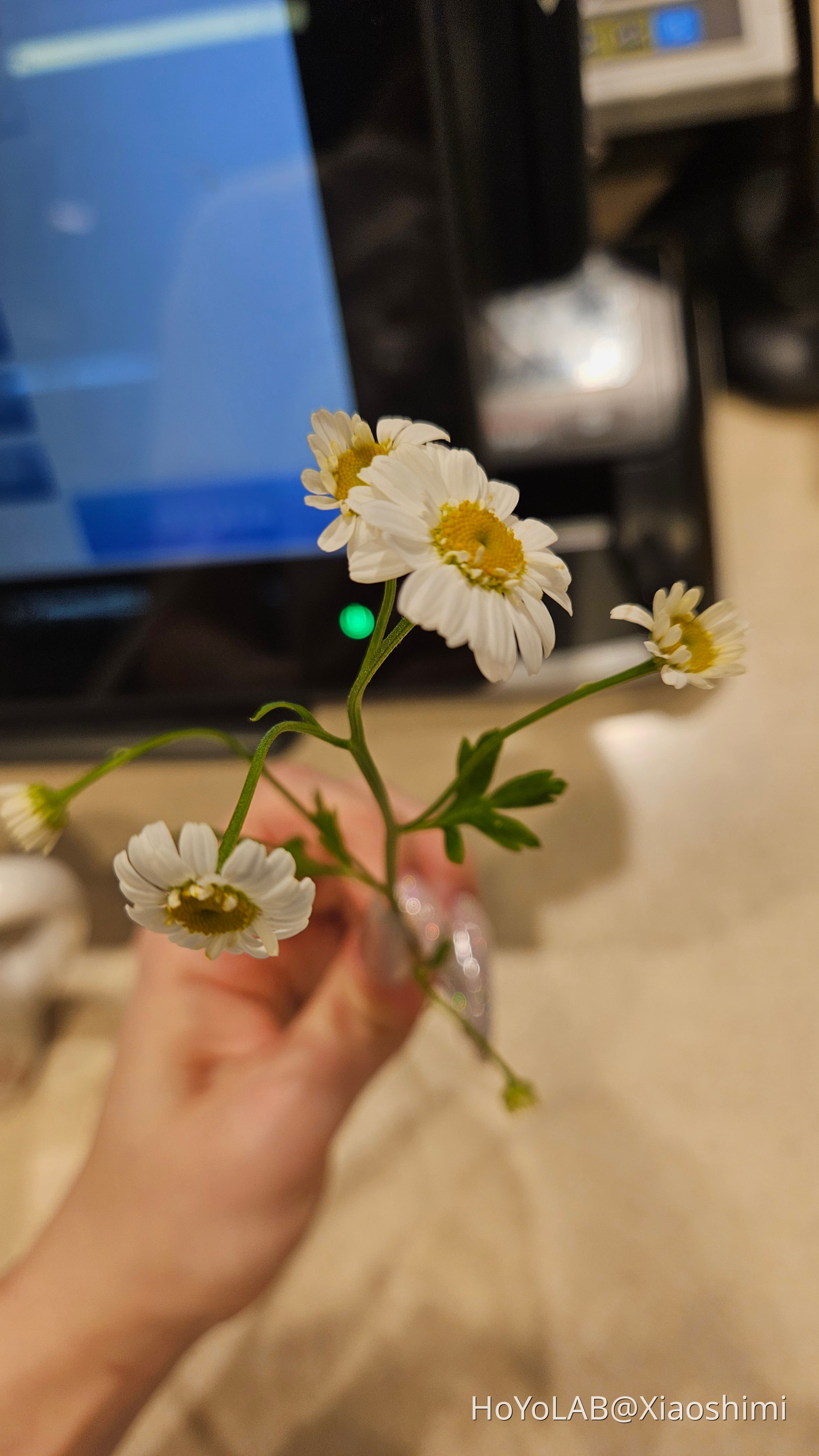 Farming money for C2 Furina lmao | HoYoLAB