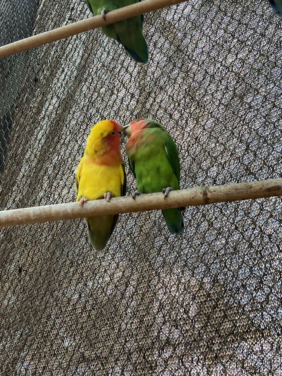 I SPOTTED KAVETHAM IN THE WILD (day 2 post) Genshin Impact | HoYoLAB