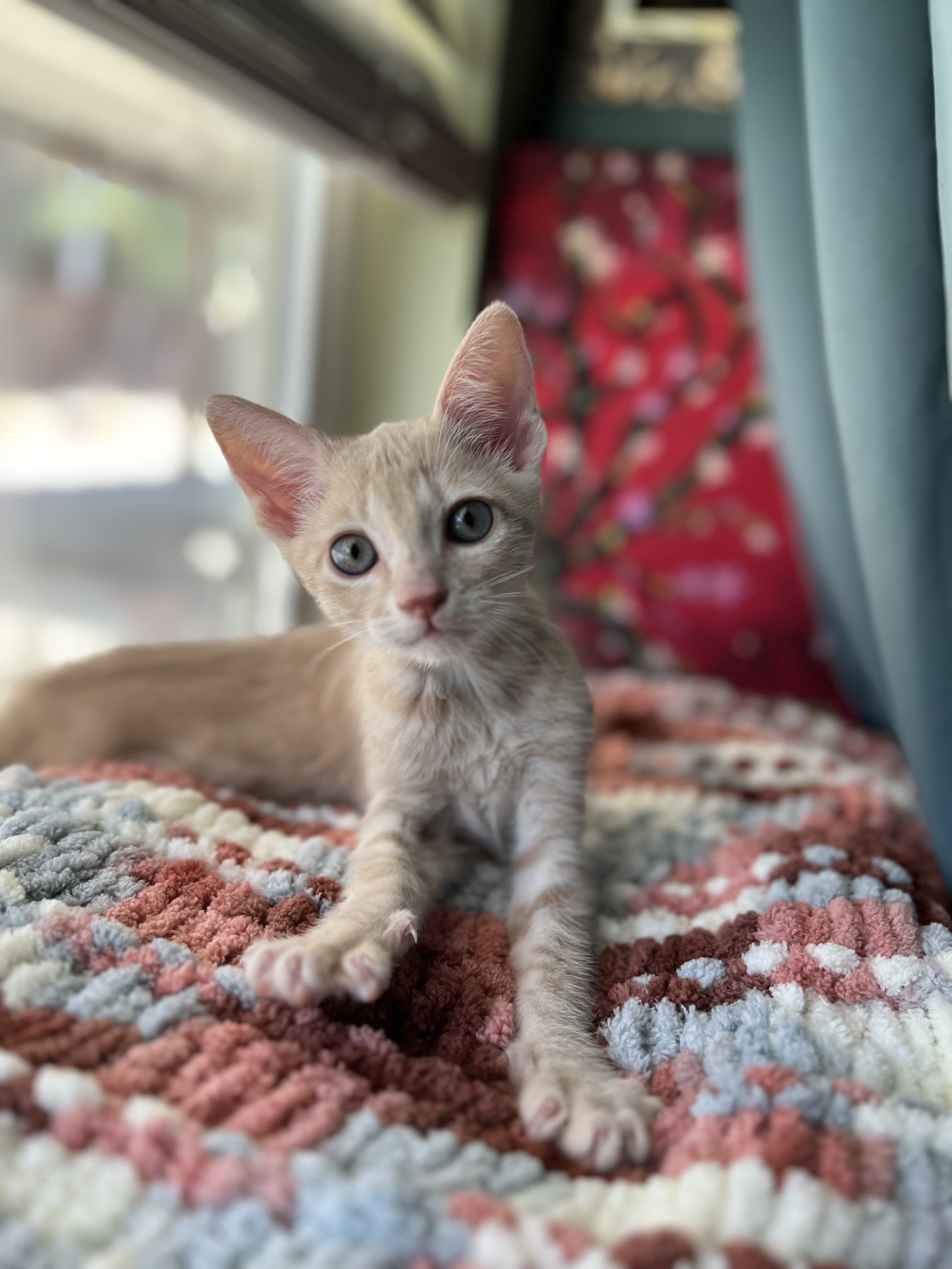New baby kitty named Miso Genshin Impact | HoYoLAB